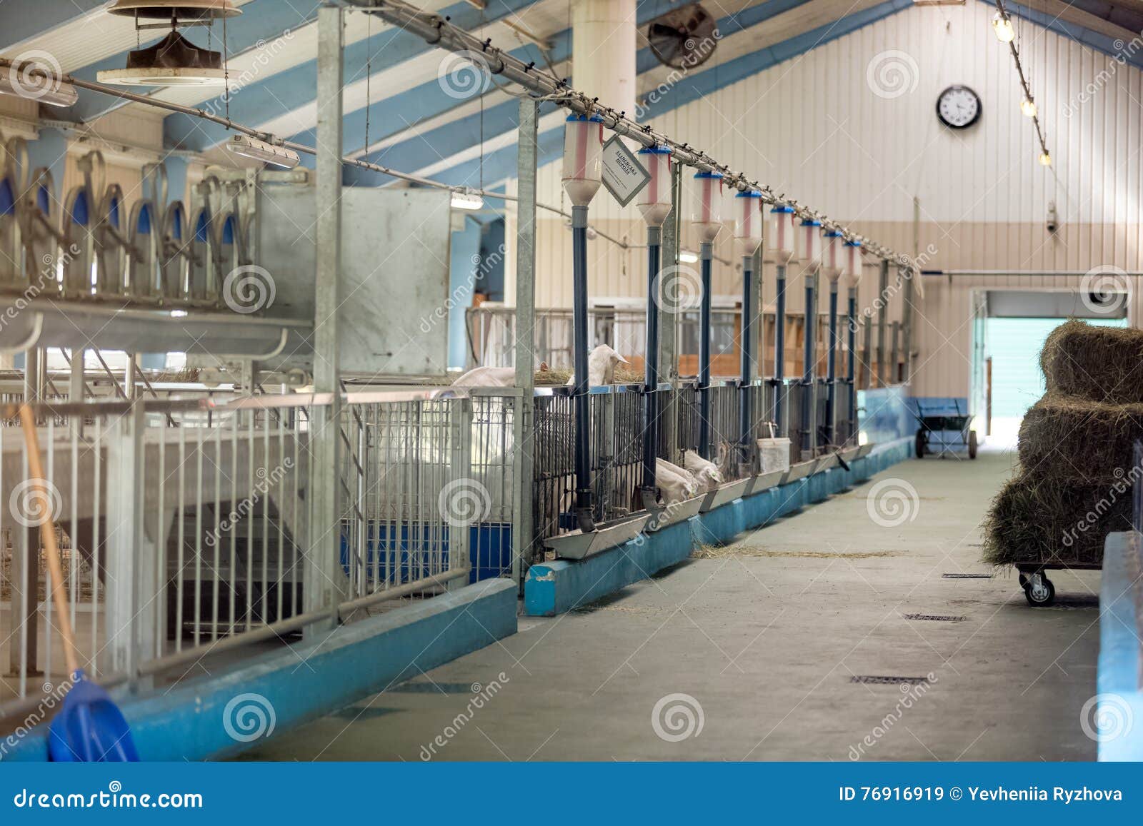 Modern cowshed on farm stock image. Image of beef, grass - 76916919