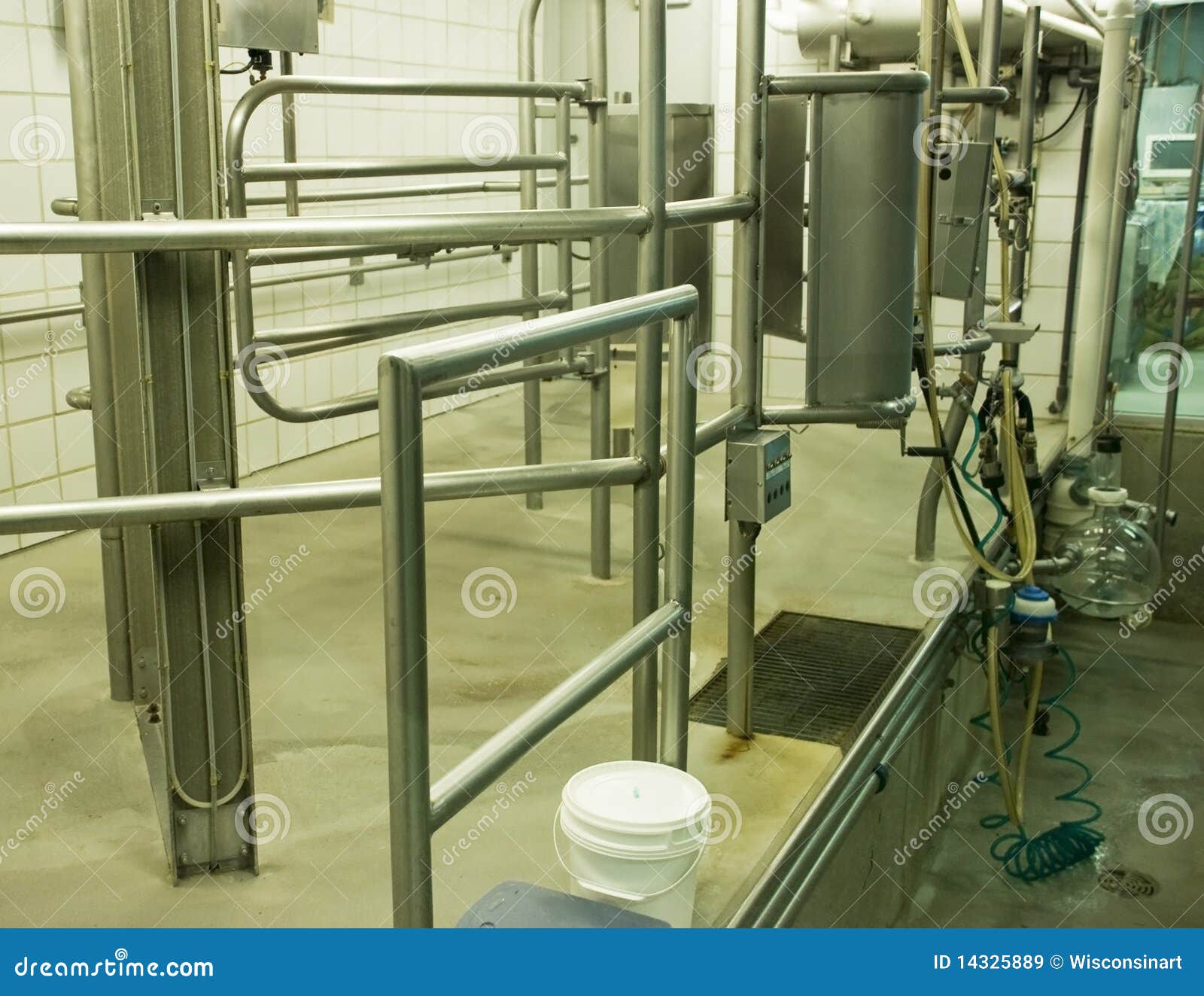 Modern Dairy Farm Cow Milking Stall Stock Image - Image of modern ...