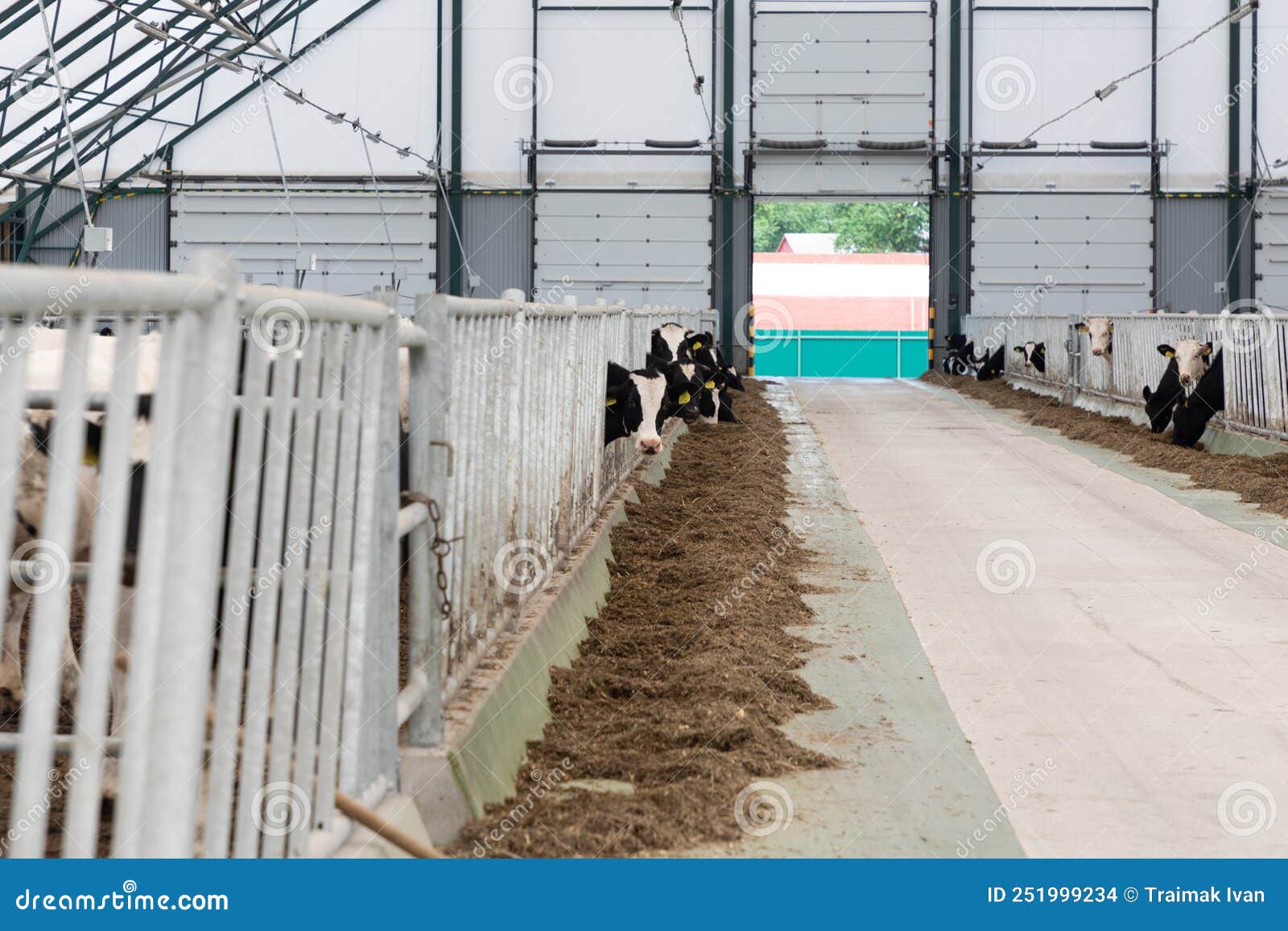 A Modern Dairy Farm with a Wide Driveway and Bulk Mixed Fodder Along it ...