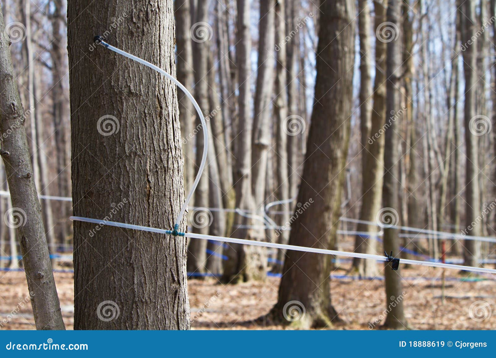 Sap Collection Process Stock Photos - Free & Royalty-Free Stock Photos ...