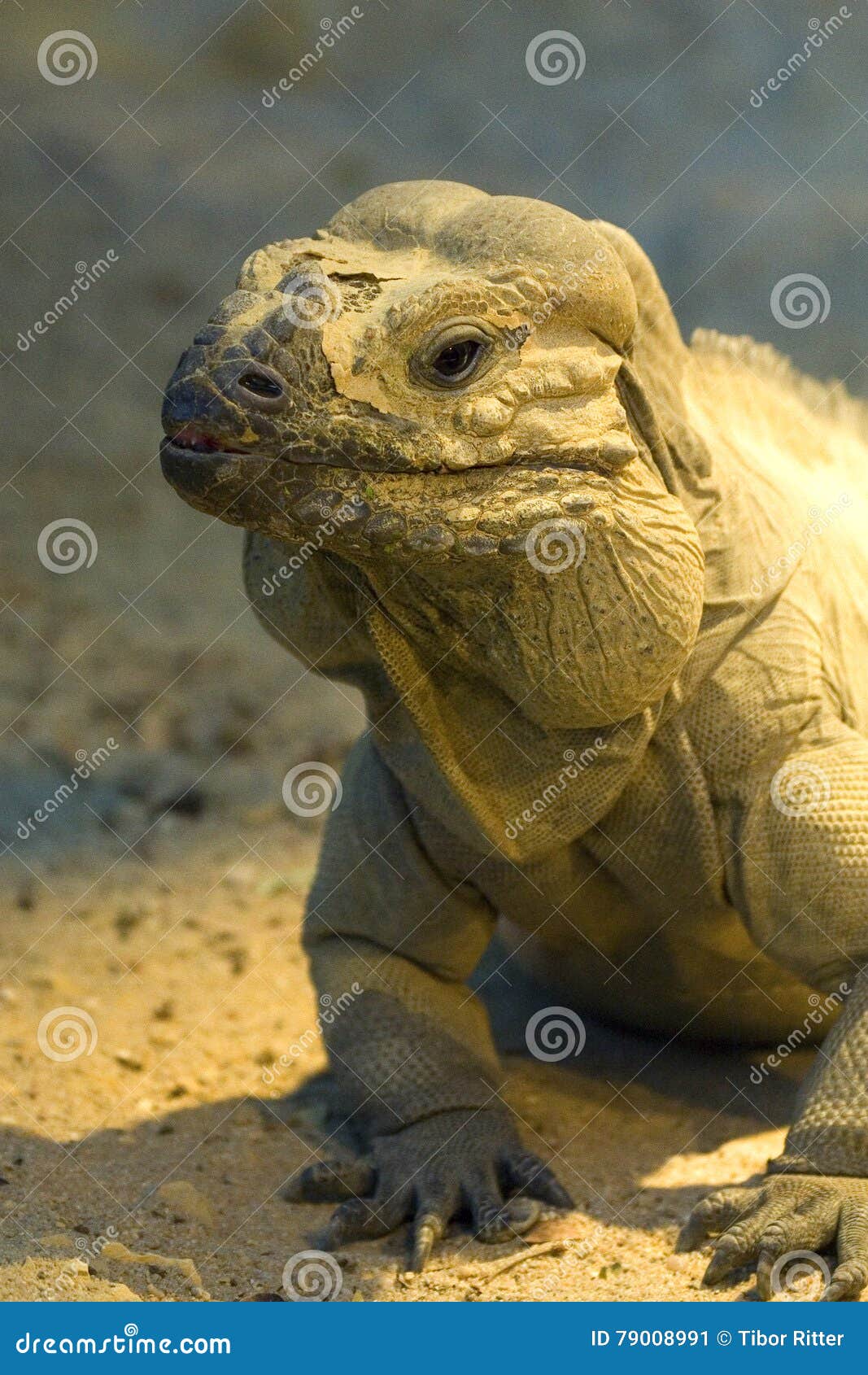 Modern Dinosaur stock image. Image of salvator, wild - 79008991