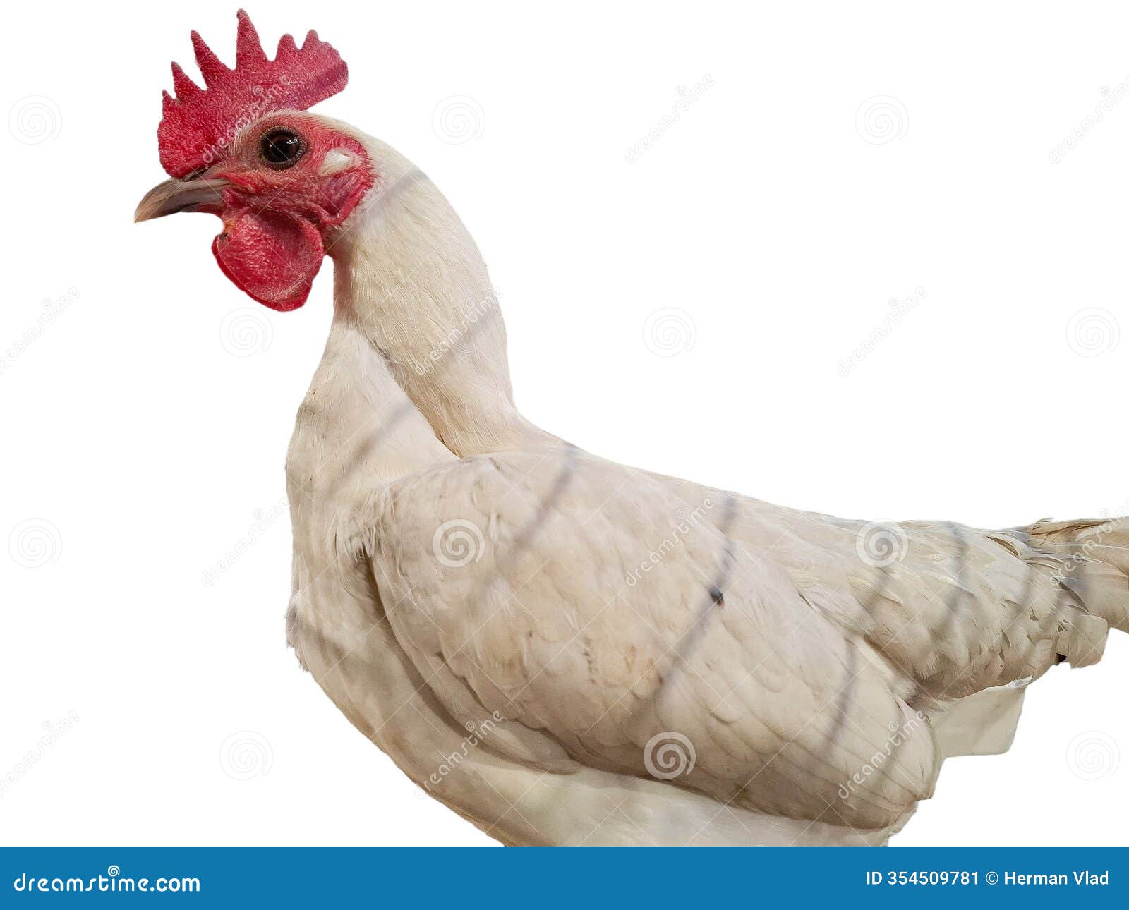 Modern Dwarf English Fighting Rooster Stock Image - Image of animal ...