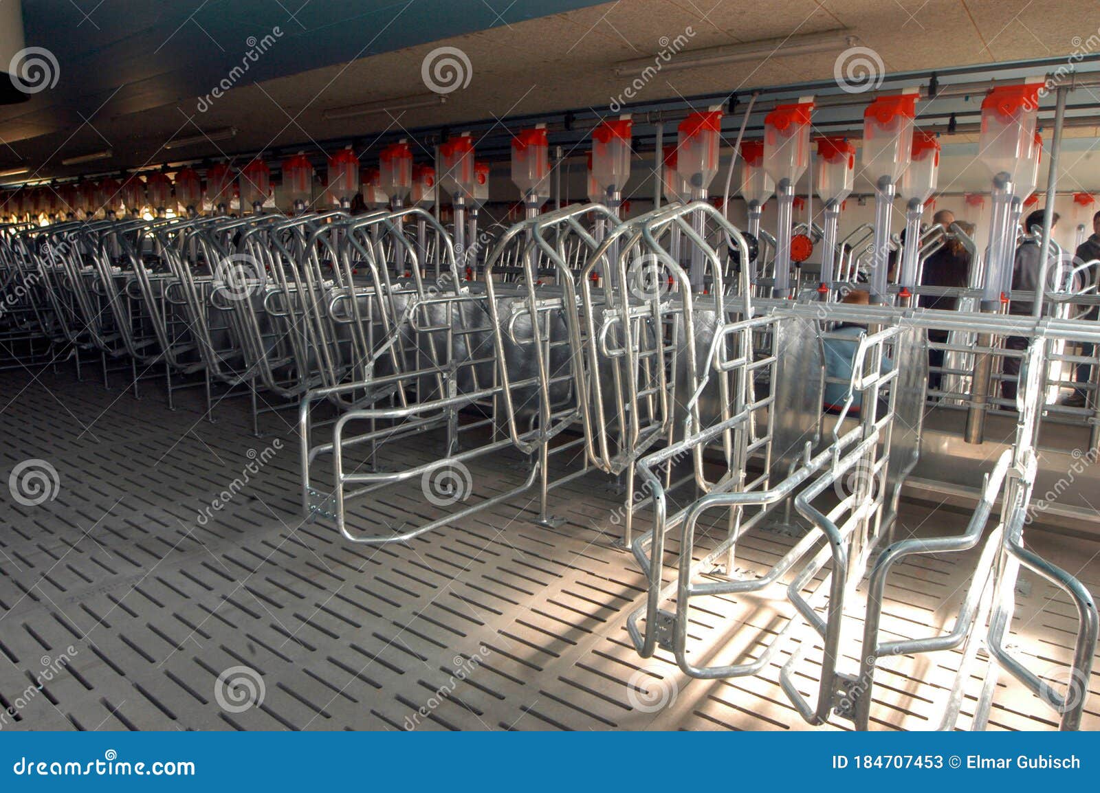 Modern Empty Pigsty on a Farm Stock Image - Image of animal, livestock ...