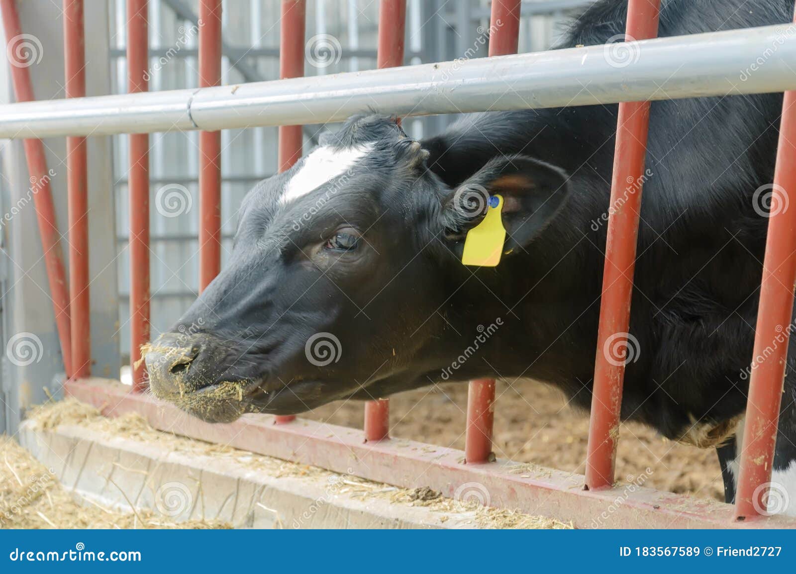 Livestock on a Modern Farm. Stock Image - Image of young, rural: 183567589