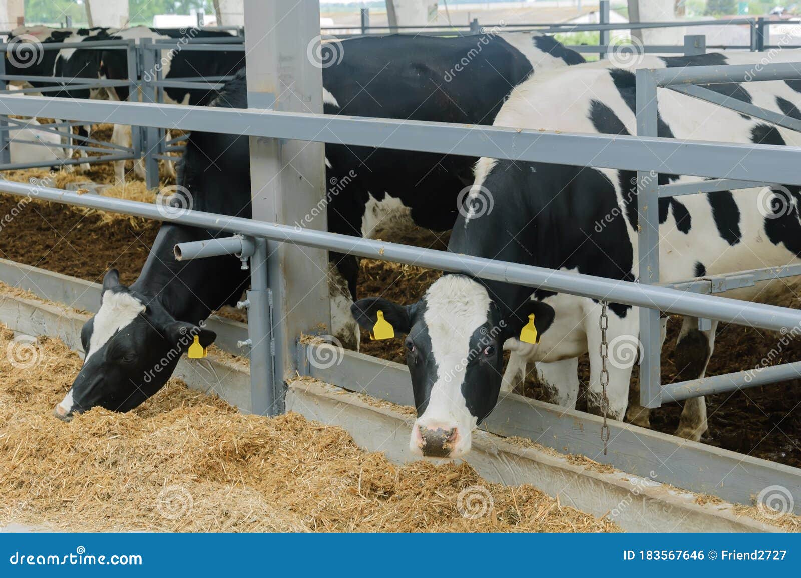 Livestock on a Modern Farm. Cattle Breeding Stock Photo - Image of ...