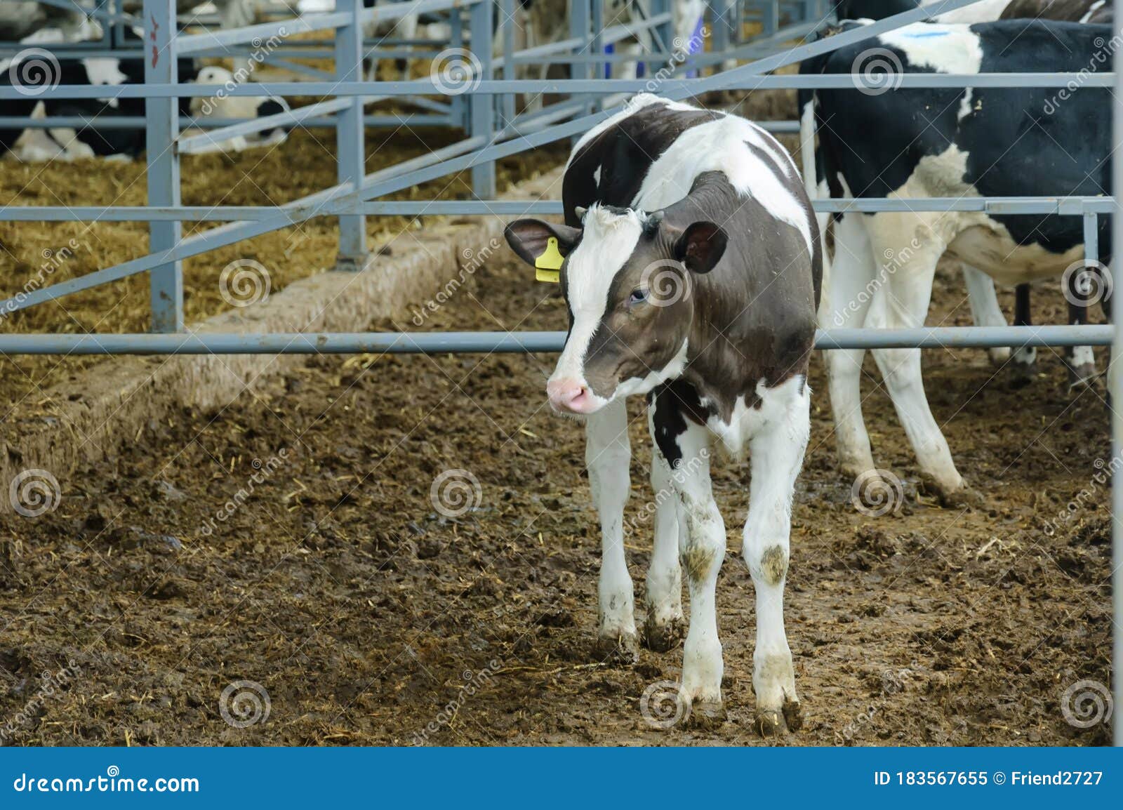 Modern Farm. Cattle Breeding on a Modern Farm. Stock Image - Image of ...