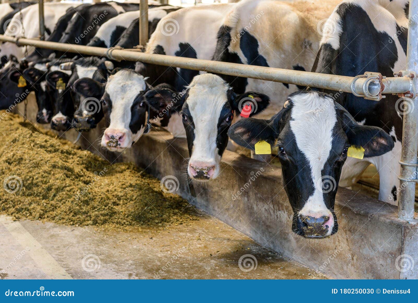 Modern Farm Cowshed with Milking Cows Eating Hay Stock Photo - Image of ...