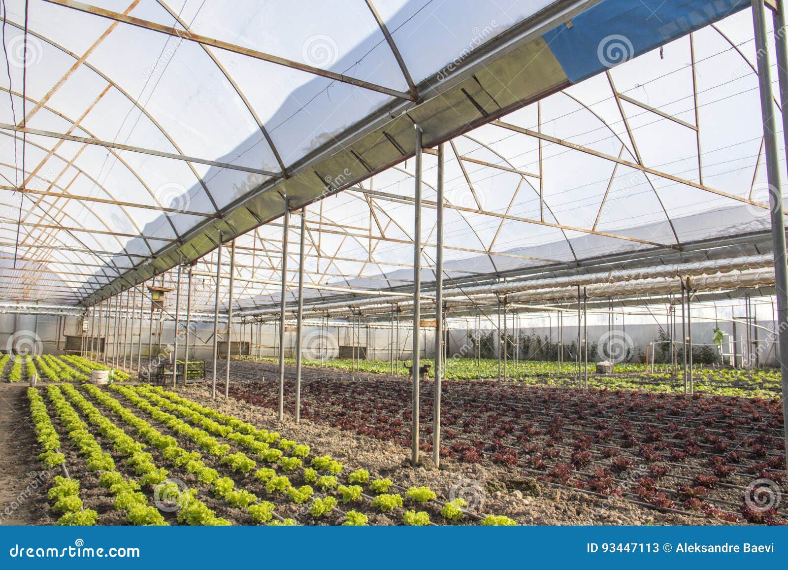 Modern Farm for Growing Lettuce Stock Image - Image of seasonal ...
