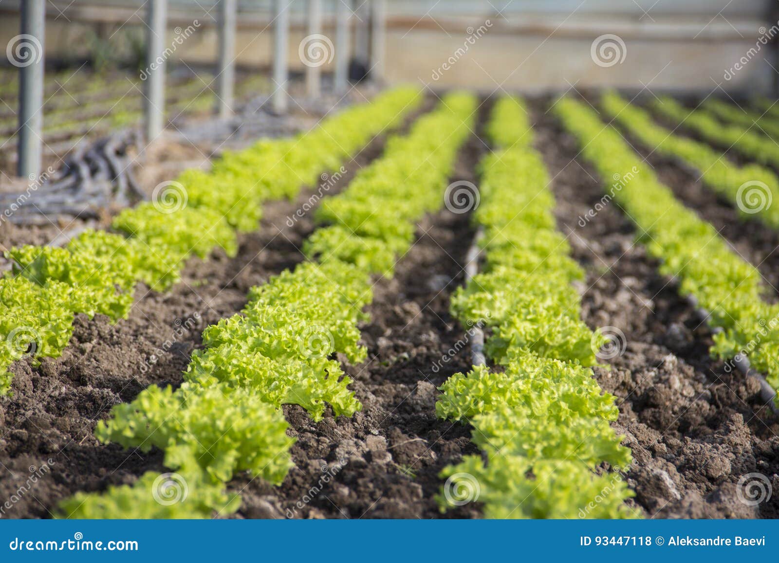 Modern Farm for Growing Lettuce Stock Photo - Image of plants ...