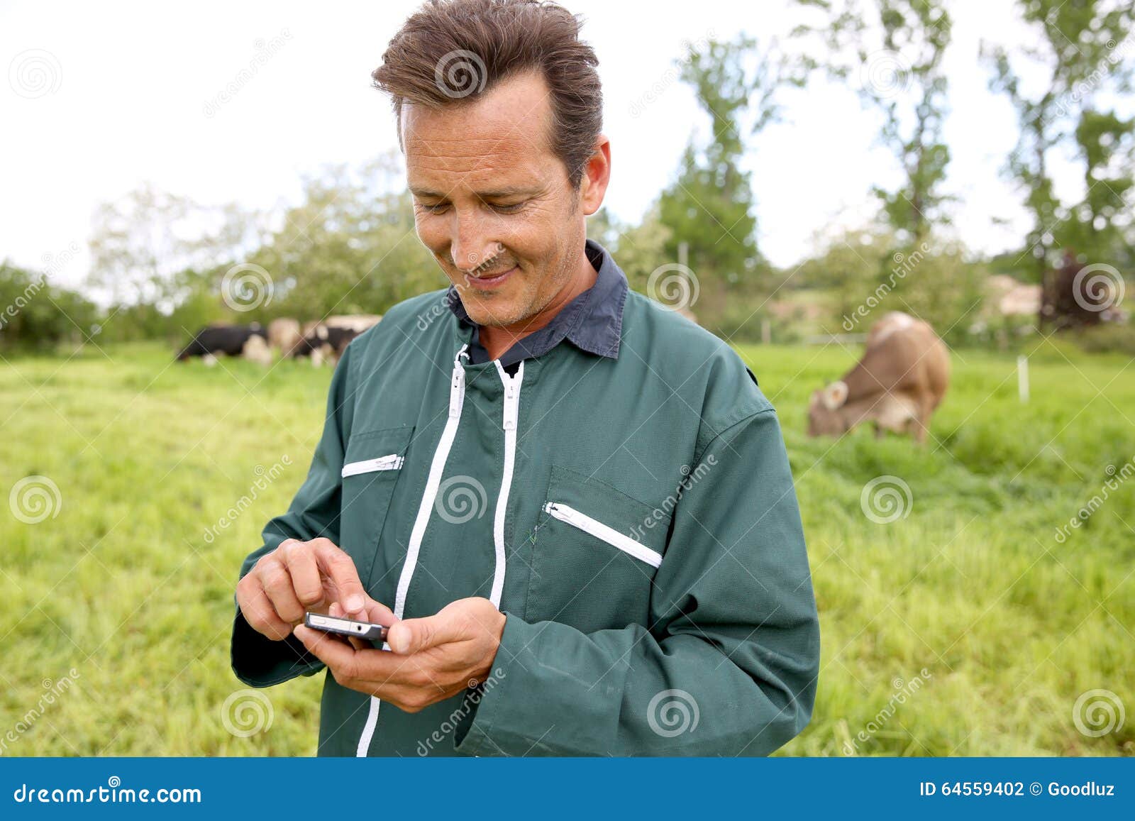 Modern Farmer in the Field with Cows Using Smartphone Stock Photo ...