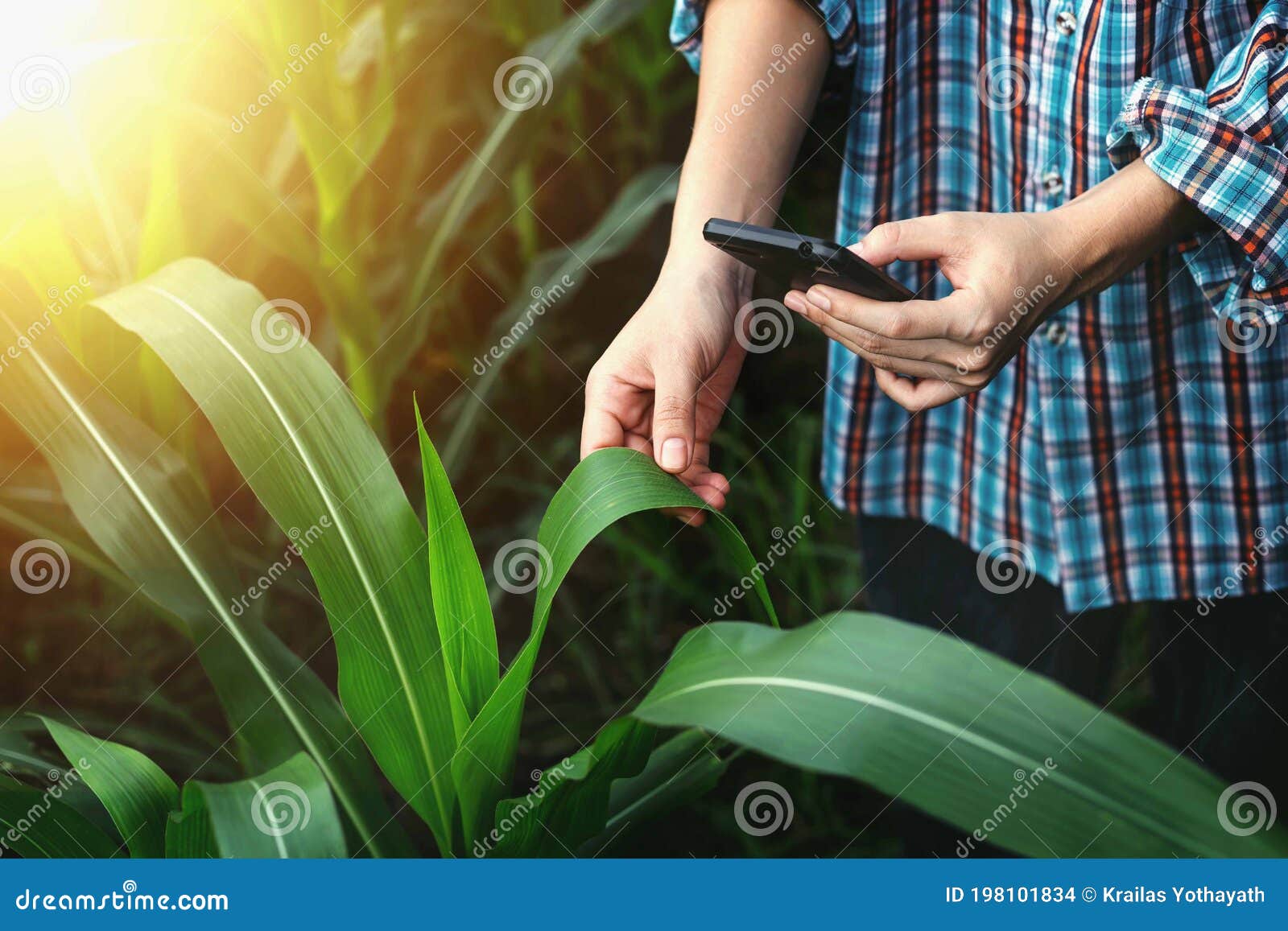 Modern Farmers Use Smartphones To Check Corn Leaves Stock Photo - Image ...