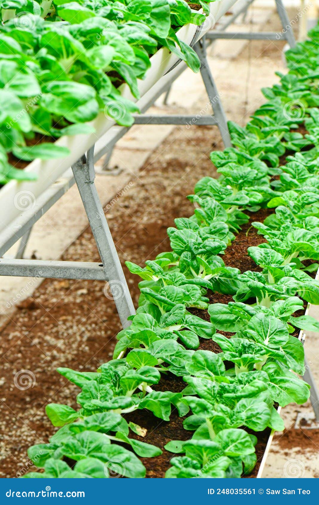 Modern Farming Using Rack To Save Space Stock Image - Image of fresh ...