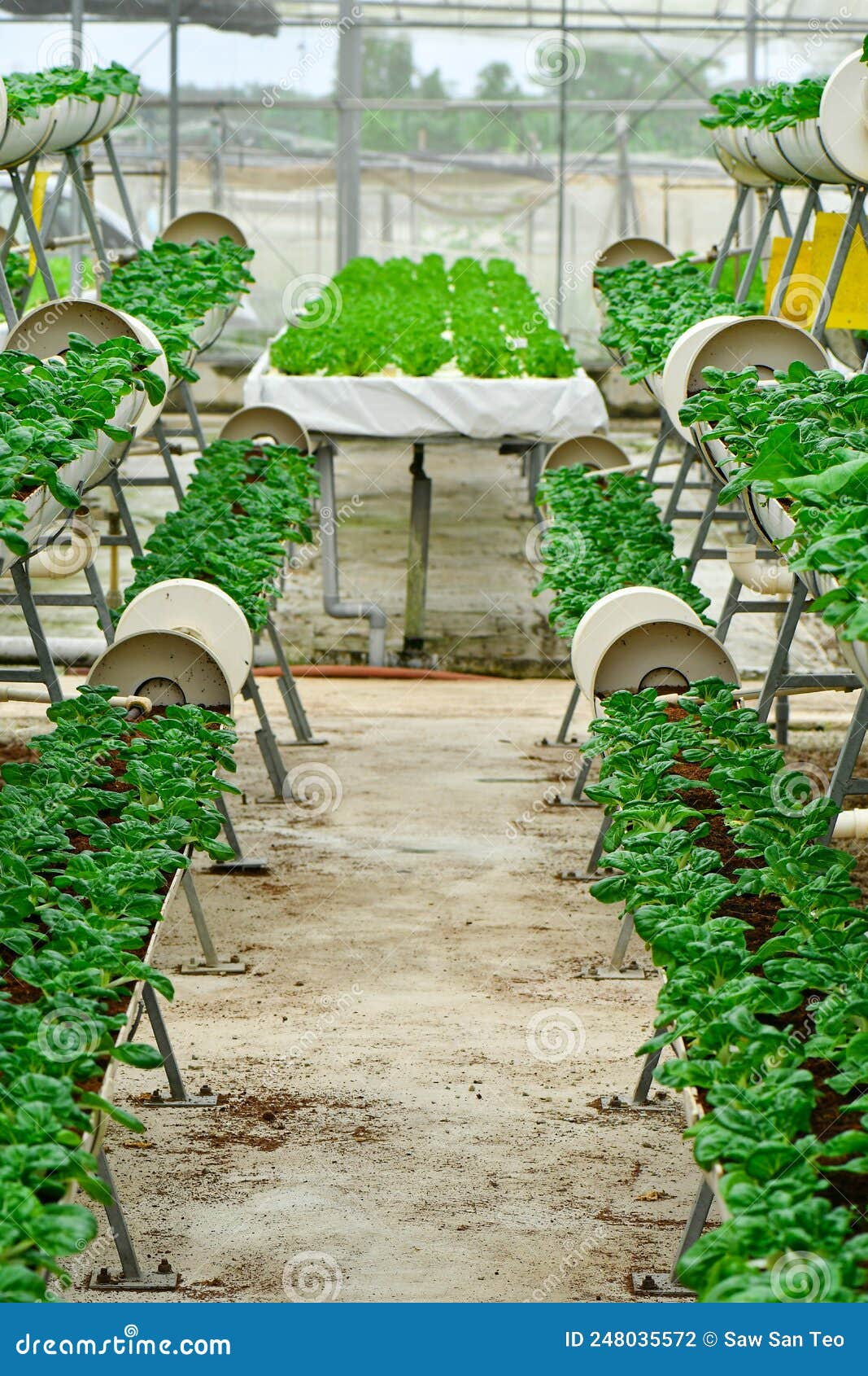 Modern Farming Using Rack To Save Space Stock Photo - Image of ...