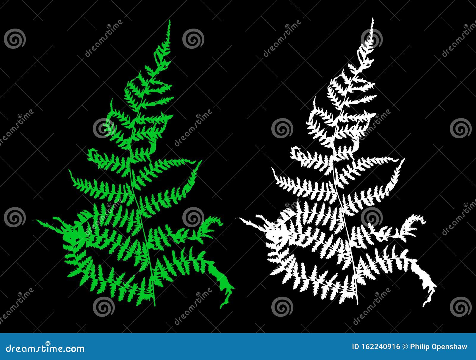 Modern Fern Design in Solid Green and White Colors on a Black ...