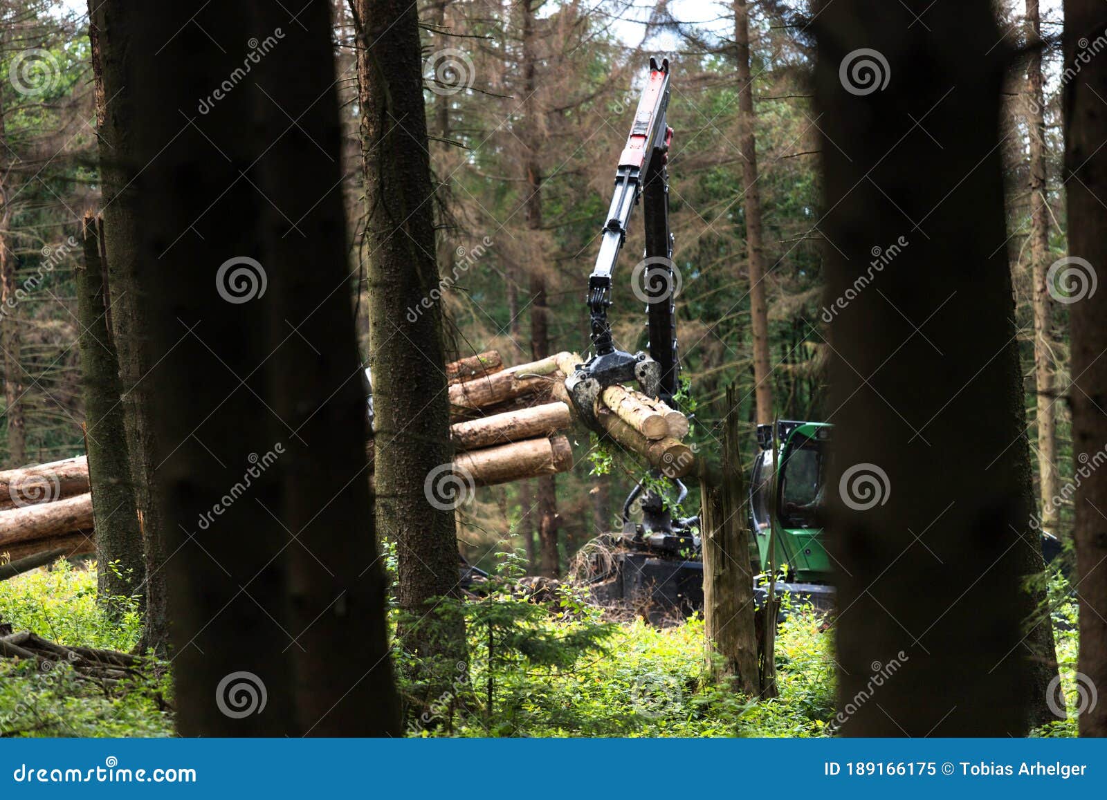Modern Forest Machine when Felling Trees Stock Image - Image of action ...