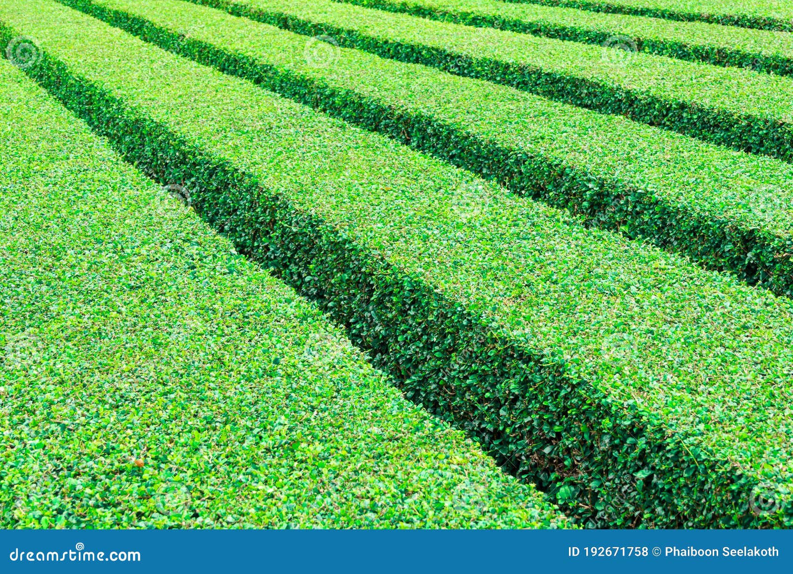 Modern Garden Architecture Beautiful Green Rows of Rows of Trees Stock ...