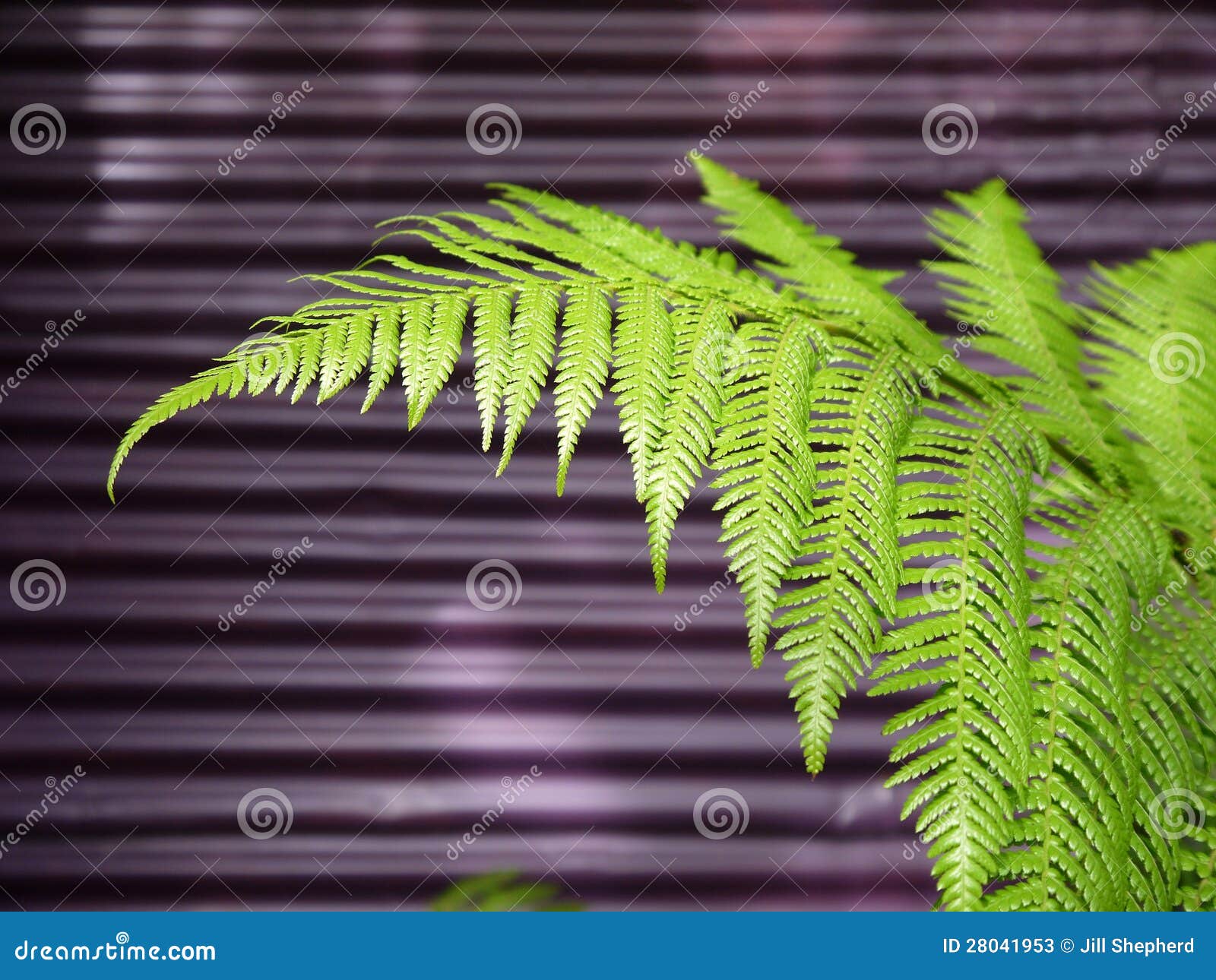 Modern Garden: Fern Leaf Purple Wall Stock Image - Image of iron ...