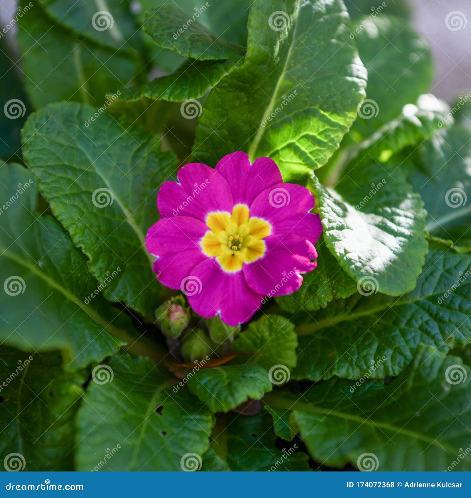Garden Primula Cultivar, Pink Primula Blooming Stock Photo - Image of ...