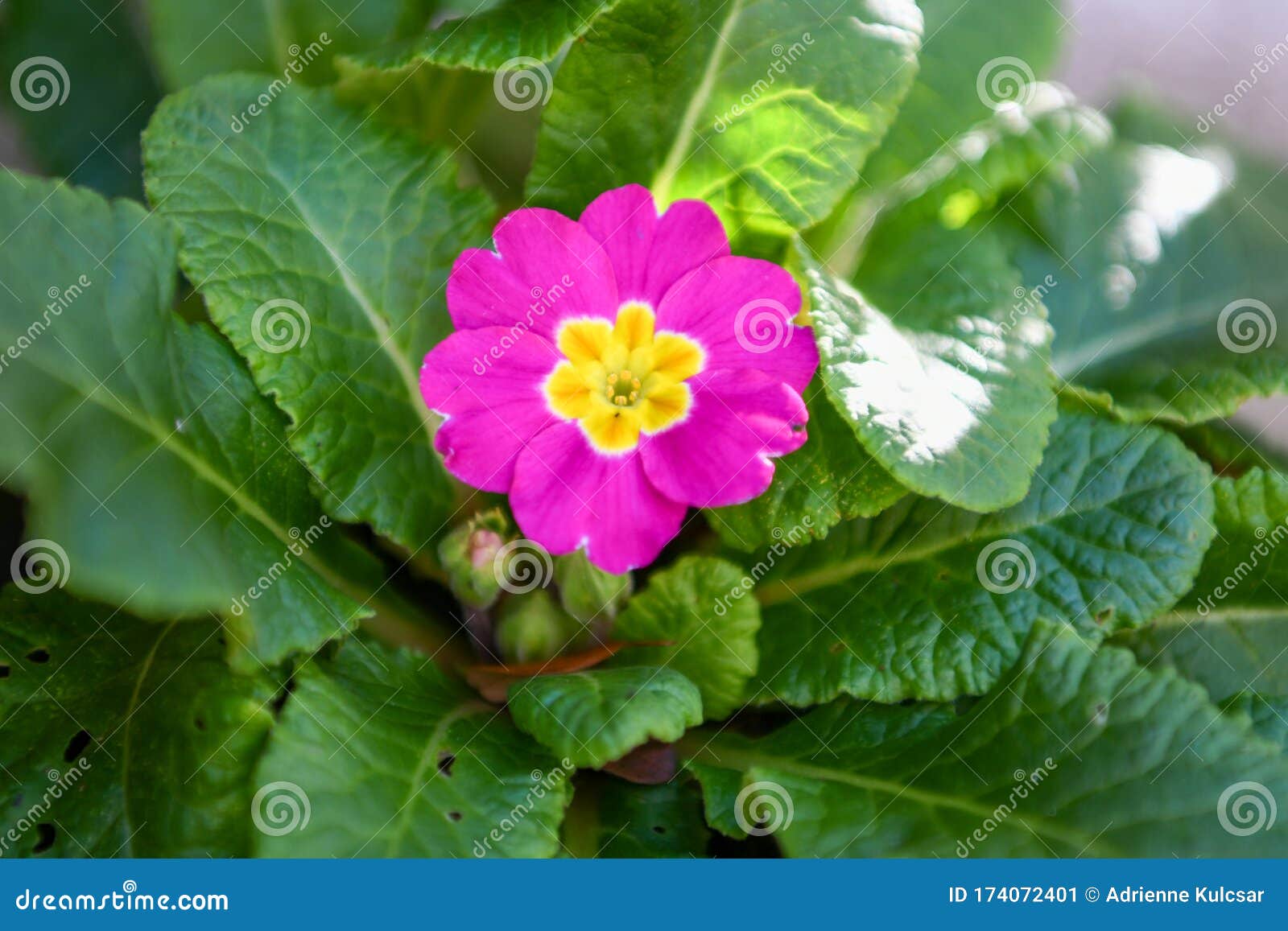Garden Primula Cultivar, Purple Primula Blooming Stock Image - Image of ...