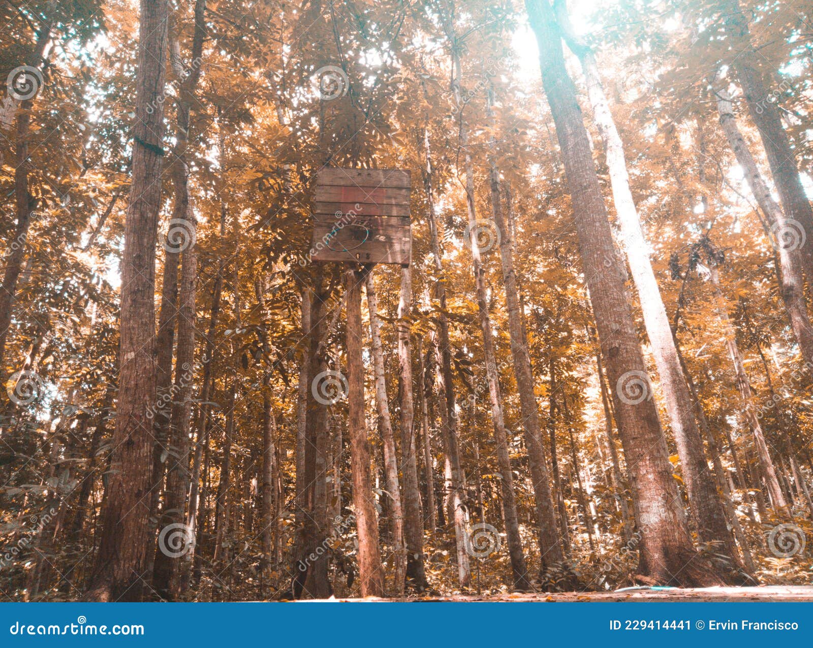 Modern gold forest trees stock image. Image of freezing - 229414441