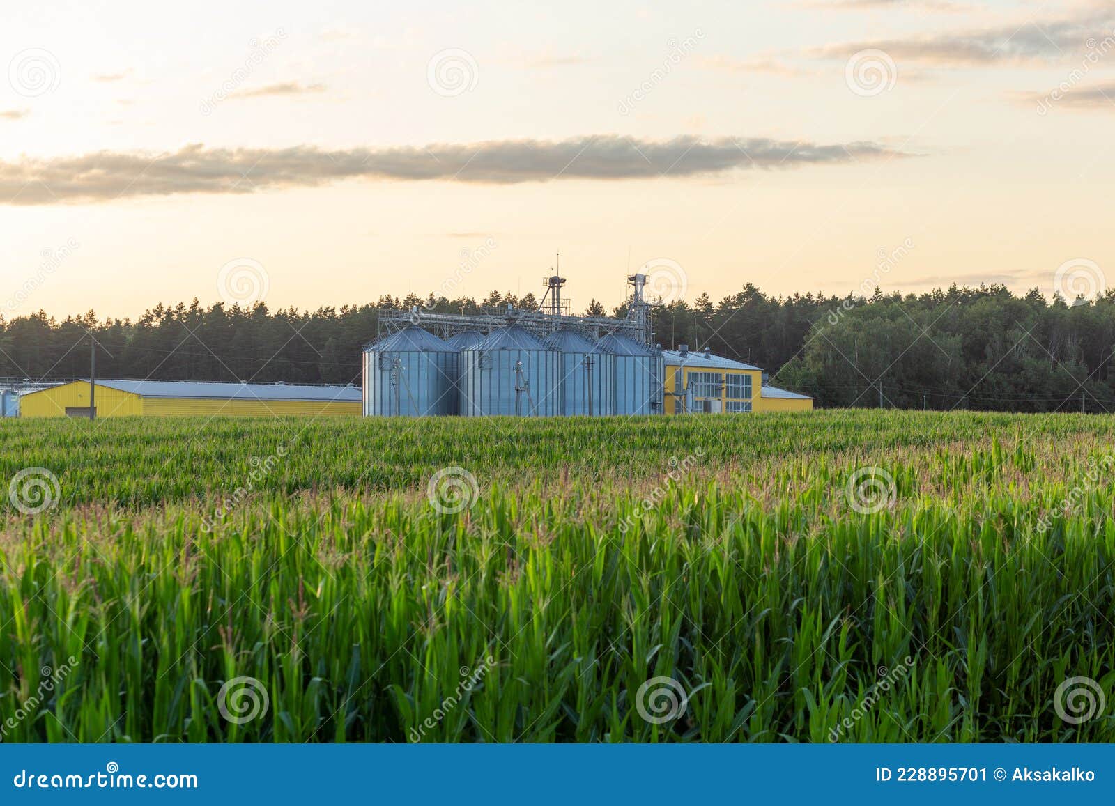 Modern Granary Elevator and Seed Cleaning Line Stock Image - Image of ...