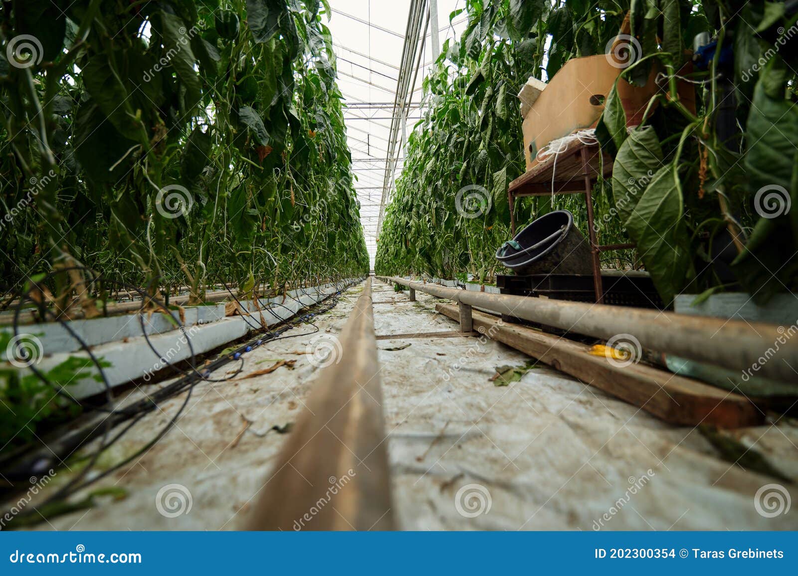 Modern Greenhouse. Bottom View between Rows of Plants. Linear ...