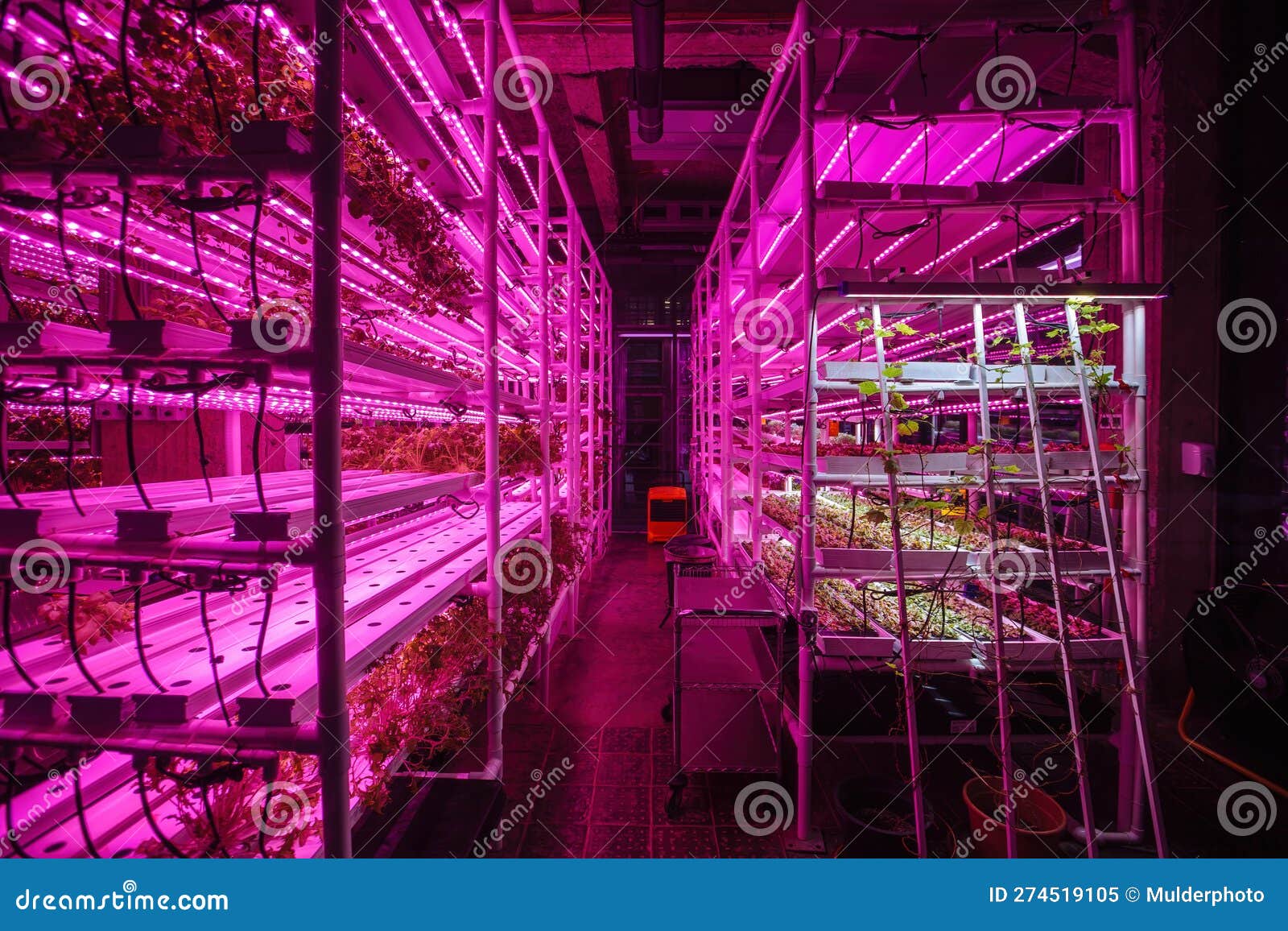 Modern Greenhouse Interior with Artificial LED Light Stock Image ...