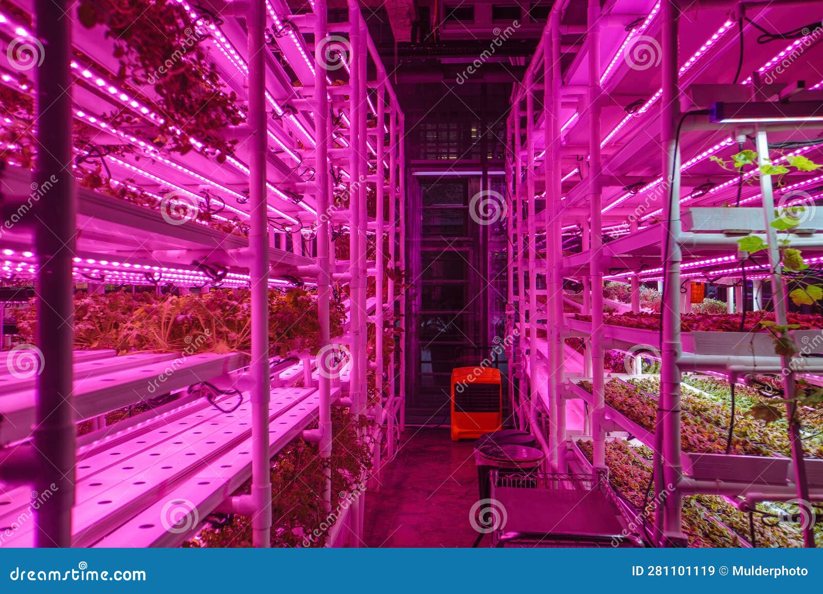 Modern Greenhouse Interior with Artificial LED Light Stock Image ...