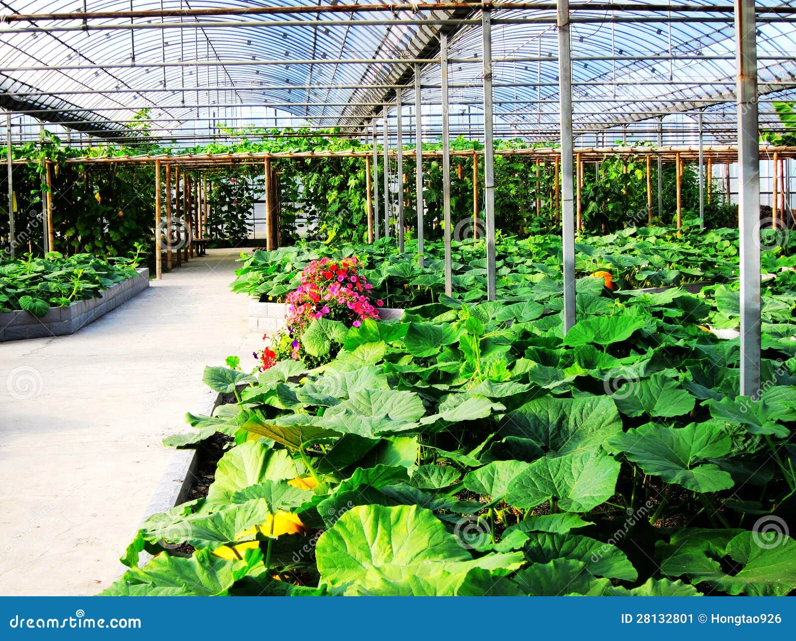Modern greenhouses stock image. Image of food, plant - 28132801