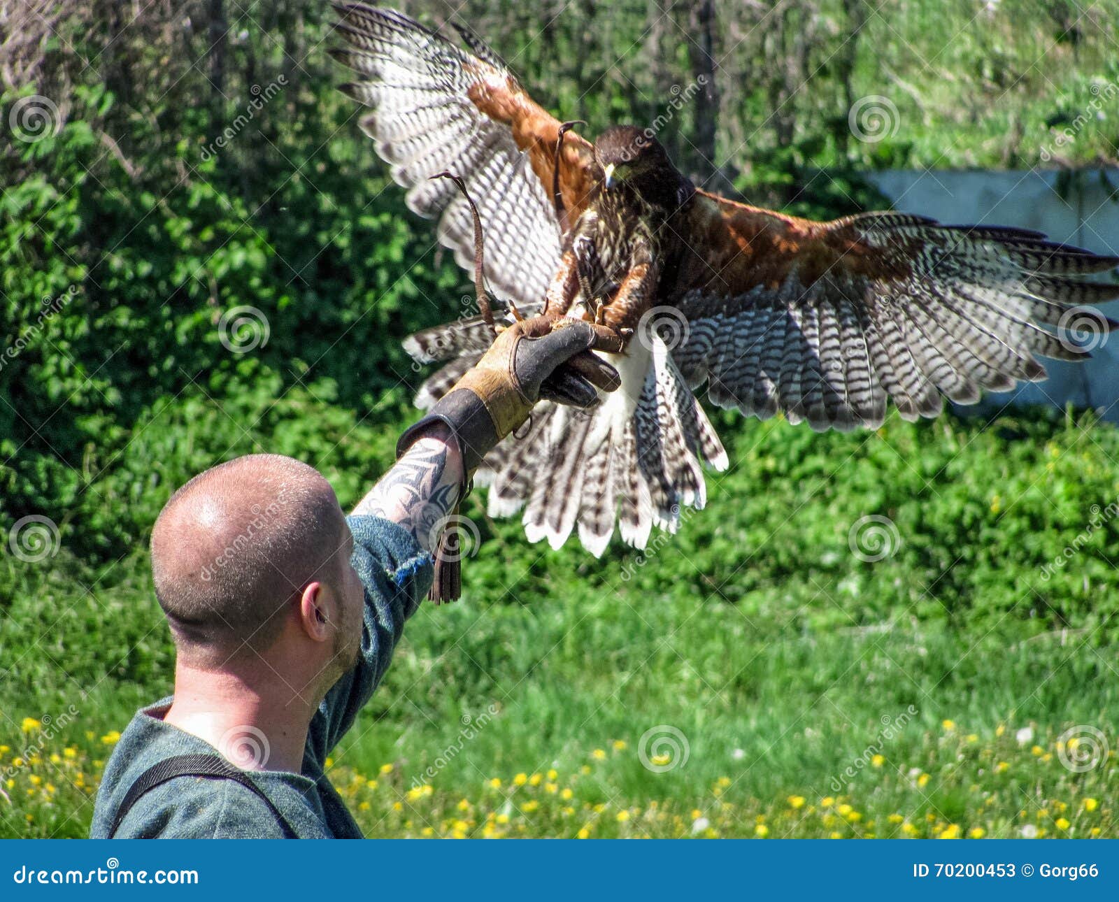 Modern hawker at work editorial stock photo. Image of sharp - 70200453