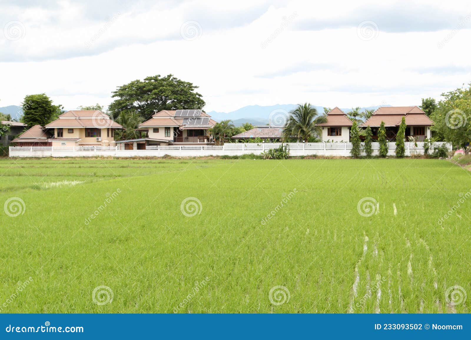 The House Behind the Paddy Field Stock Photo - Image of landscape ...