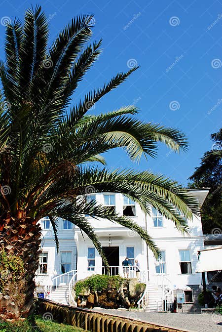 Modern house and palm tree stock photo. Image of detached - 27037974
