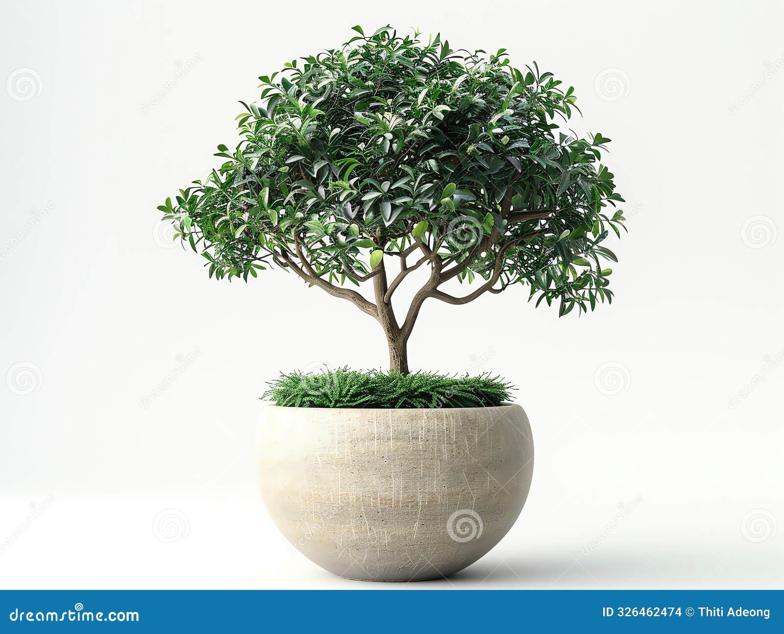 A Modern Indoor Tree in a Tall Ceramic Pot, Elegant Design, Isolated on ...