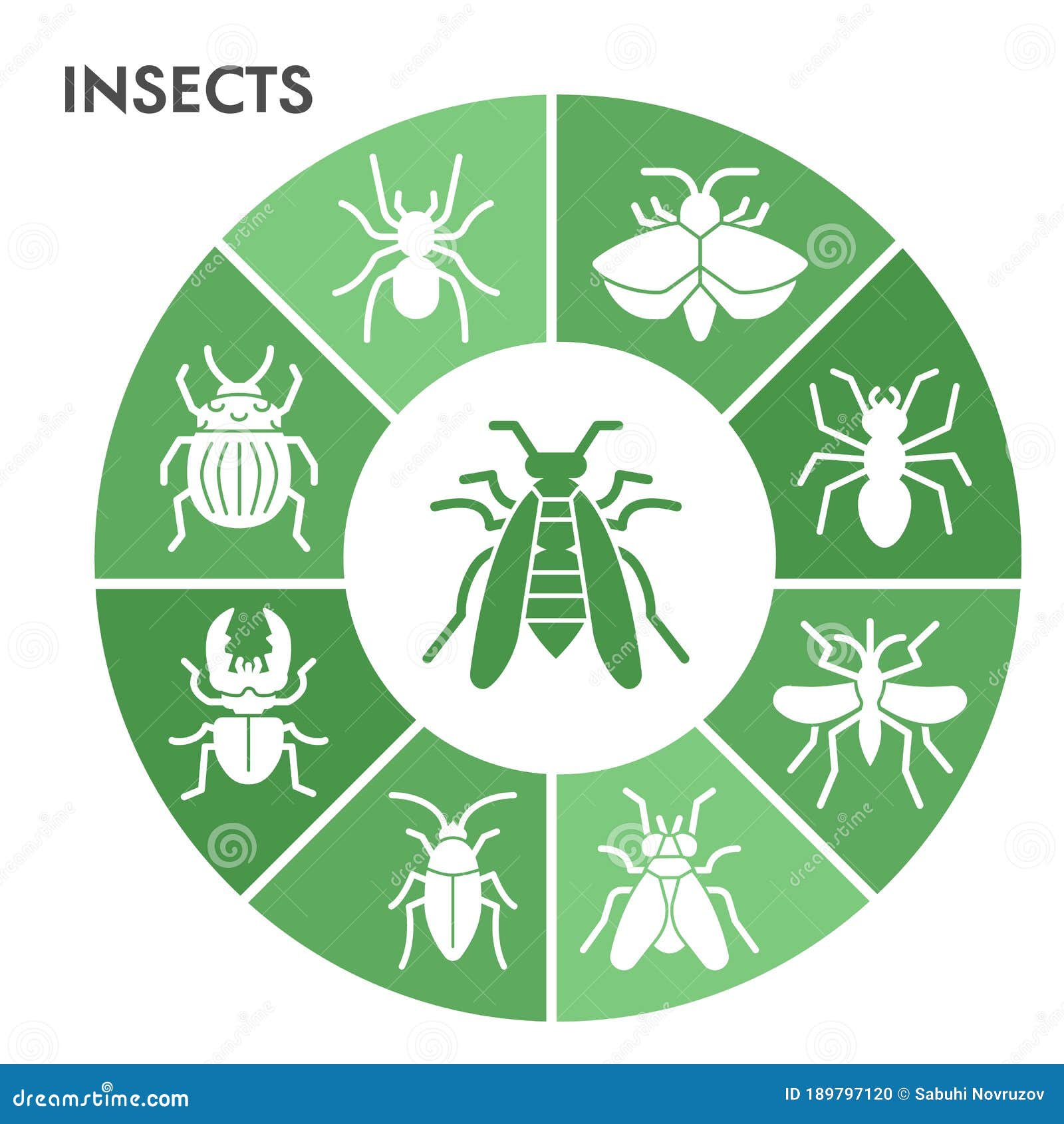 Modern Insects Infographic Design Template. Bugs And Beetles ...