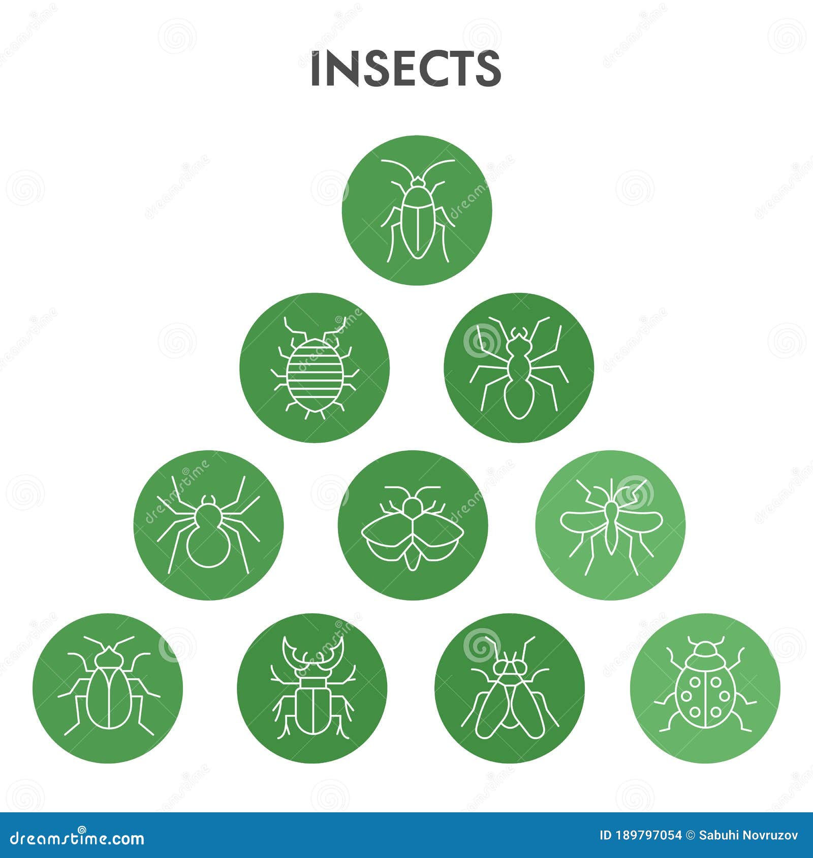 Modern Insects Infographic Design Template. Bugs And Beetles ...