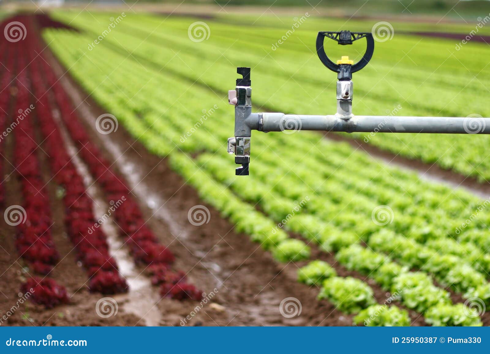 Modern Irrigation System - Details Stock Image - Image of landscape ...