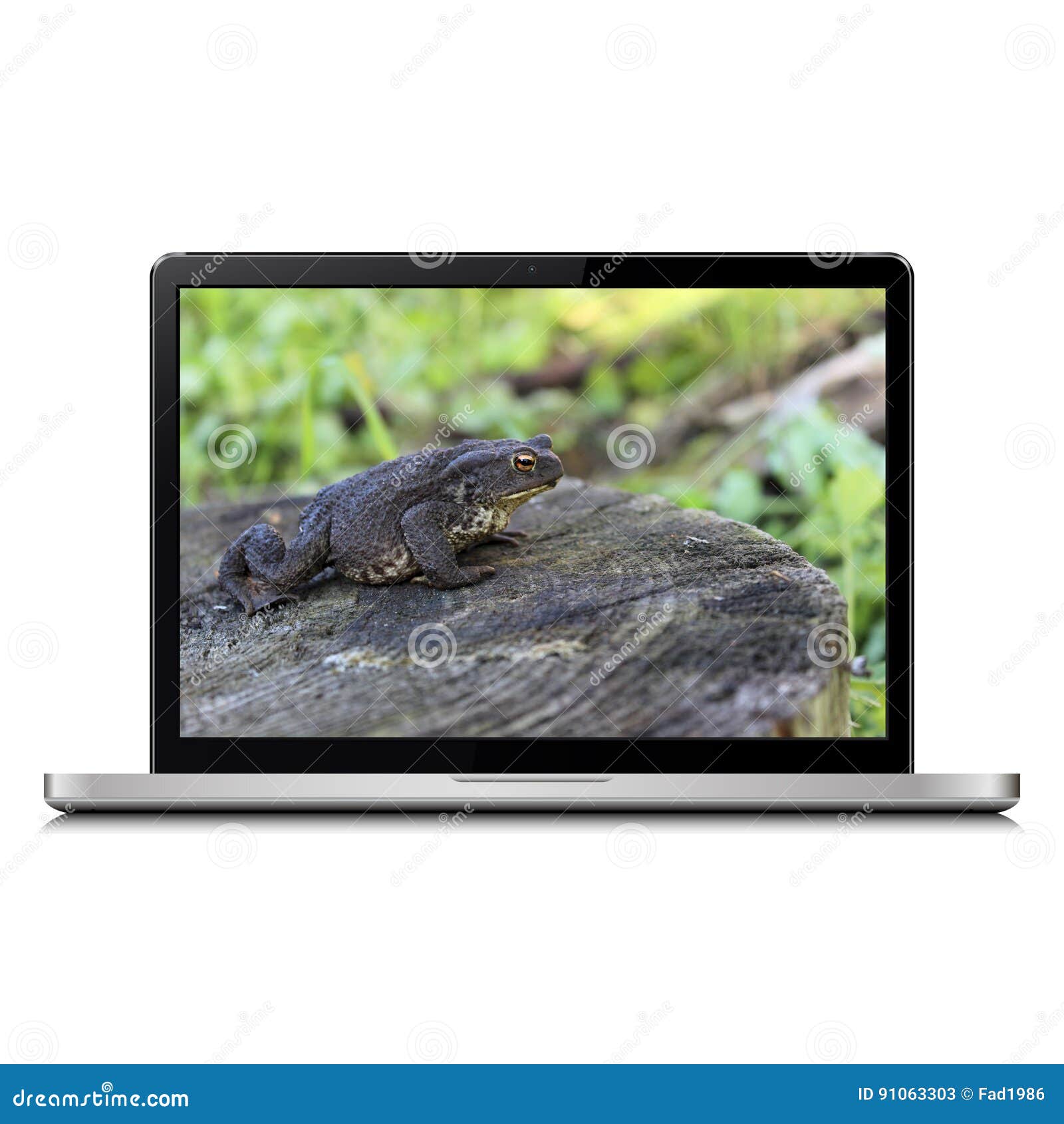 Modern Laptop with Frog on Screen Stock Image - Image of background ...