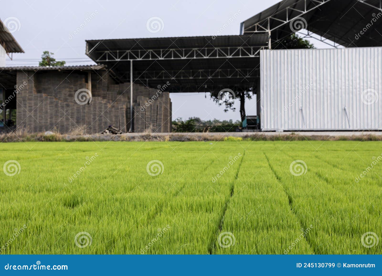 Modern Method of Rice Planting. Stock Image - Image of grow, organic ...