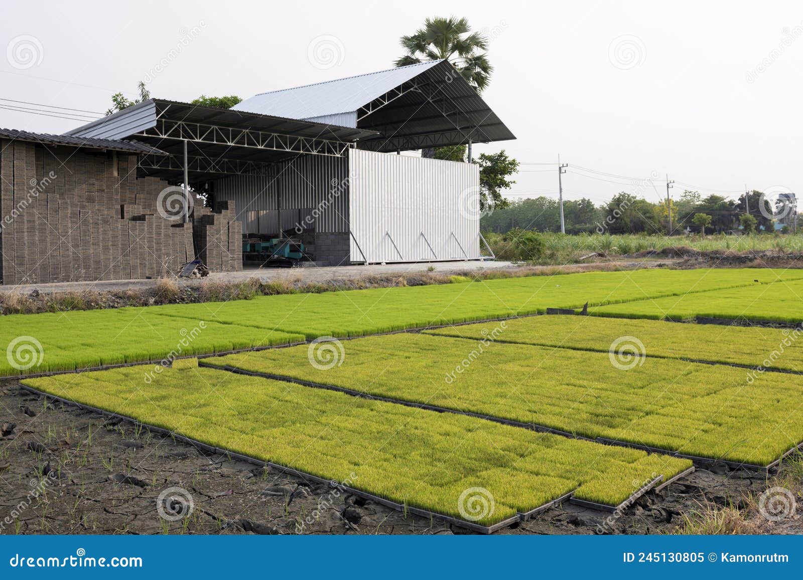 Modern Method of Rice Planting. Stock Image - Image of factory, china ...