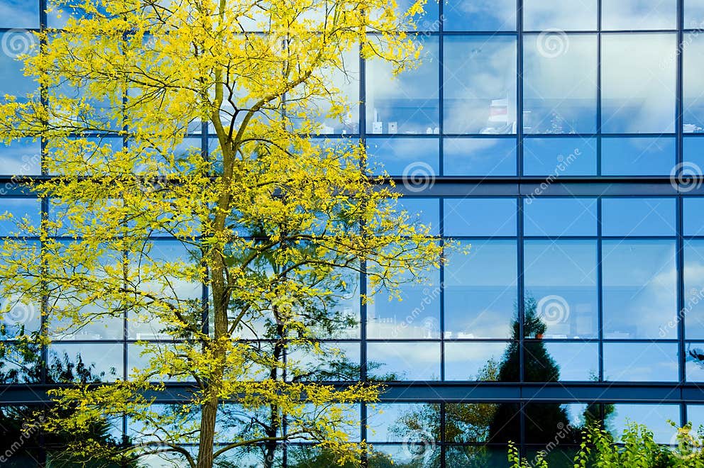 Modern Office with Autumn Tree Stock Photo - Image of yellow, autumn ...