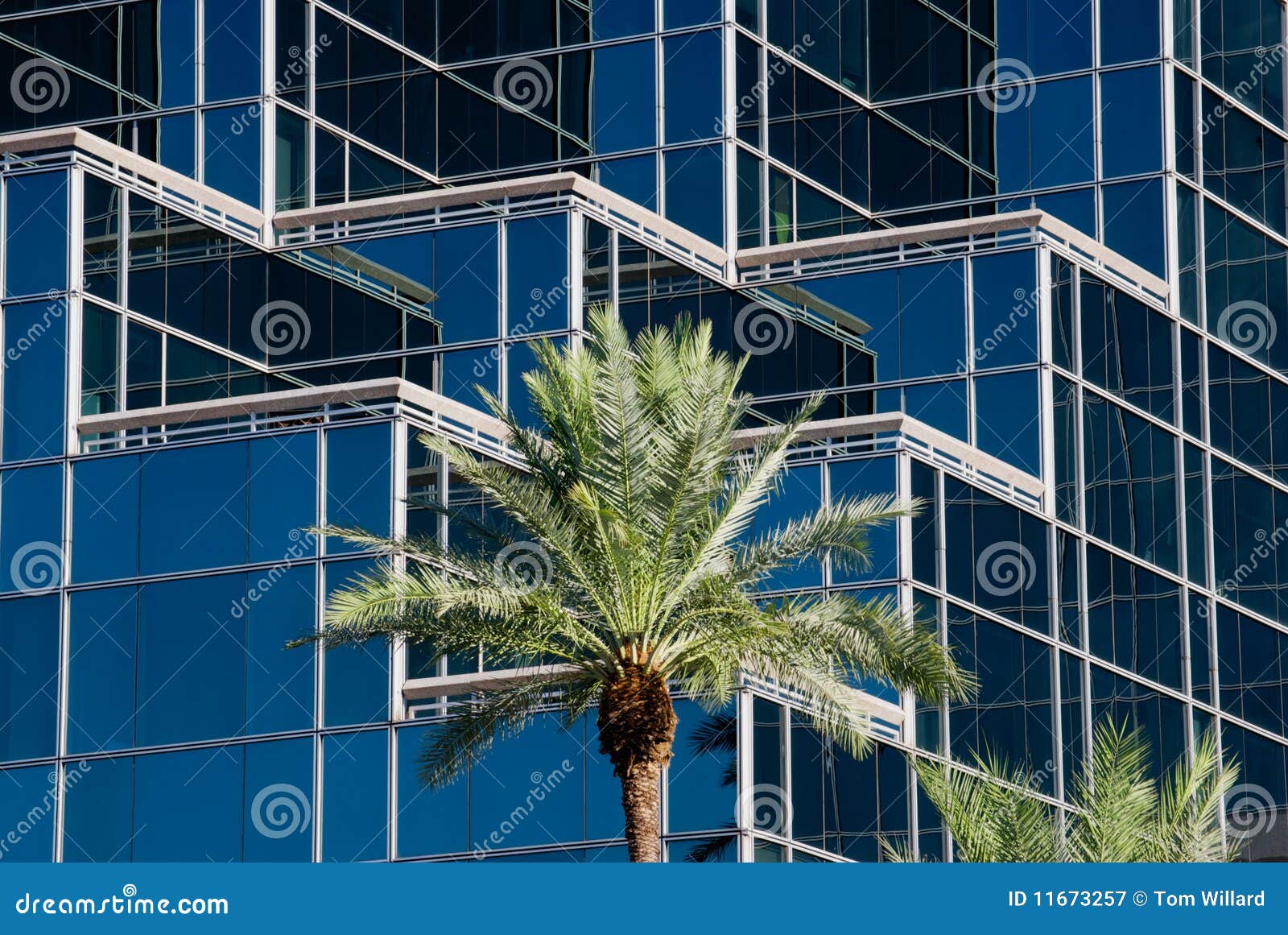 Modern Office with palms stock image. Image of arizona - 11673257