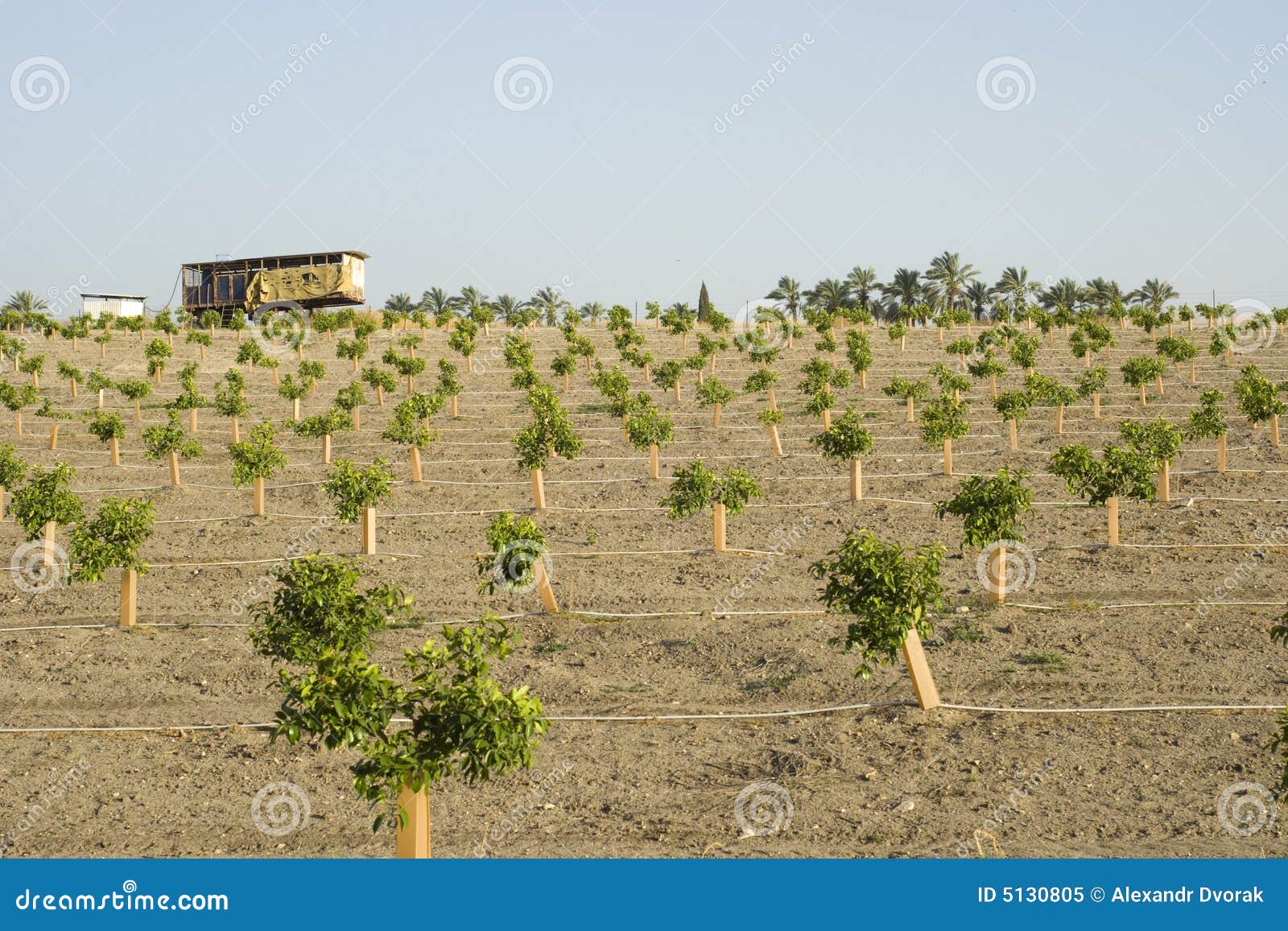 Modern Orange Grove stock image. Image of dirt, agricultura - 5130805
