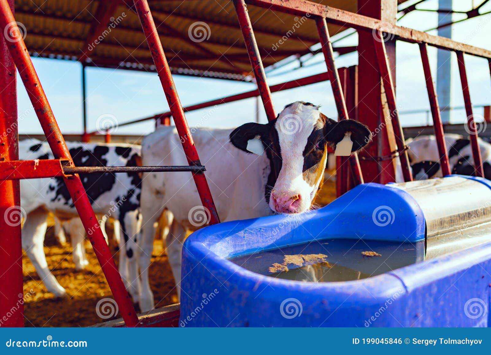 Modern Outdoor Cowshed with Herd of Milky Cows Stock Photo - Image of ...