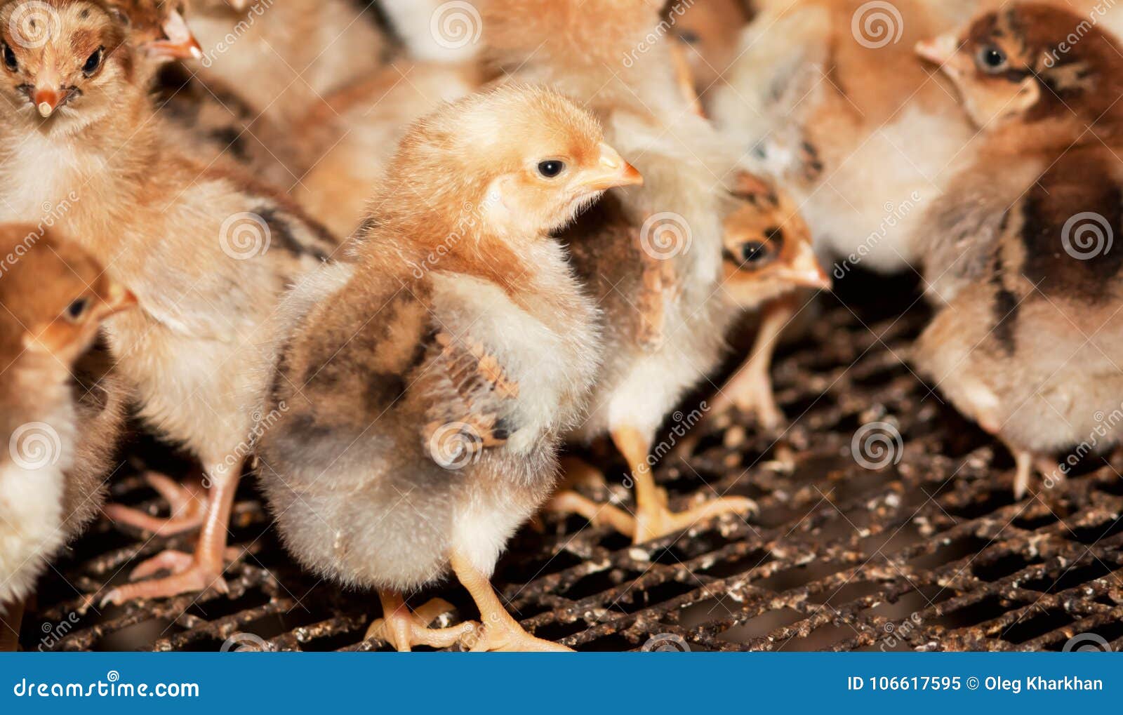 Modern Poultry Farm for the Rearing of Chickens for Meat and Eggs Stock ...