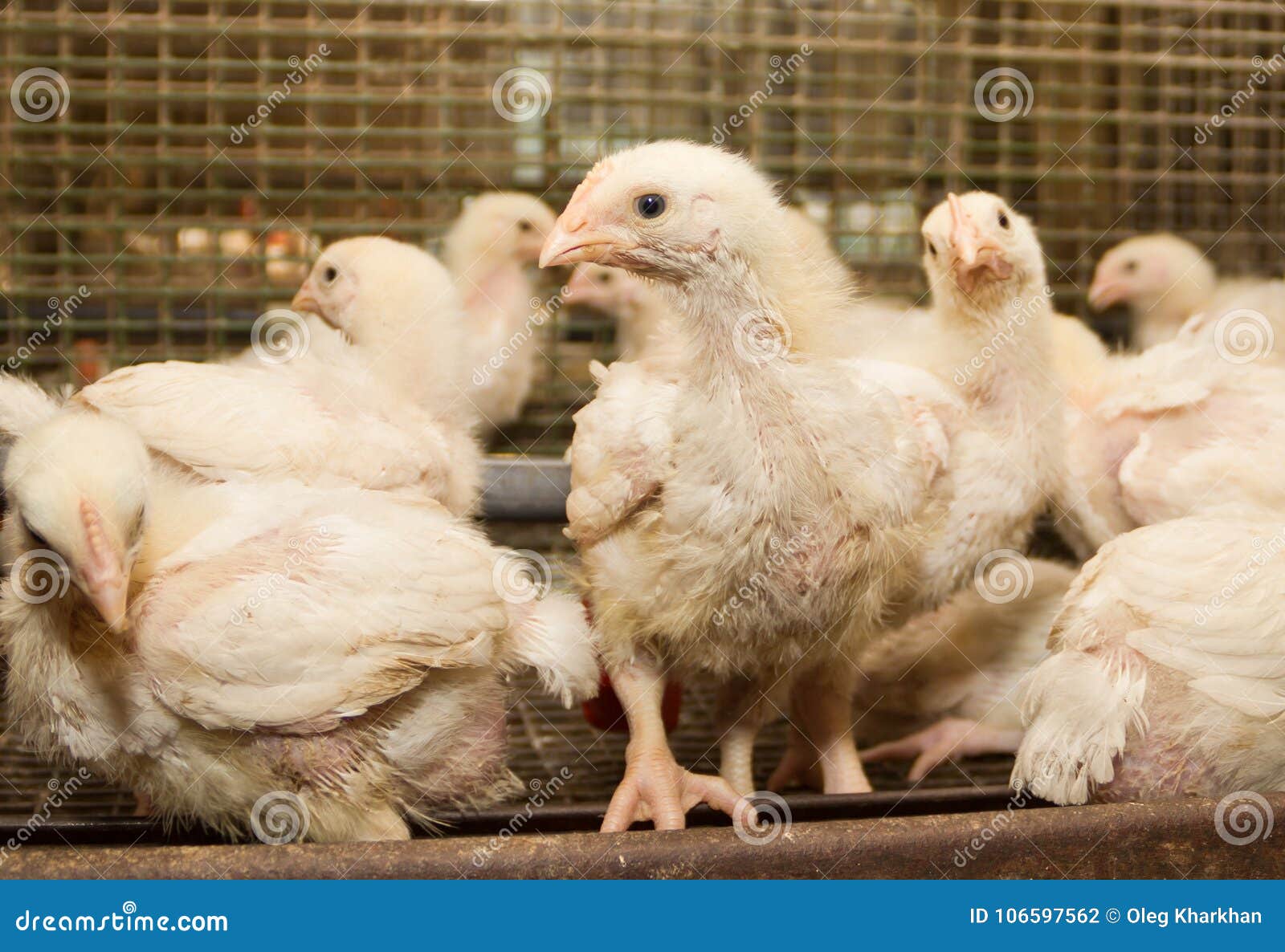 Modern Poultry Farm for the Rearing of Chickens for Meat and Eggs Stock ...