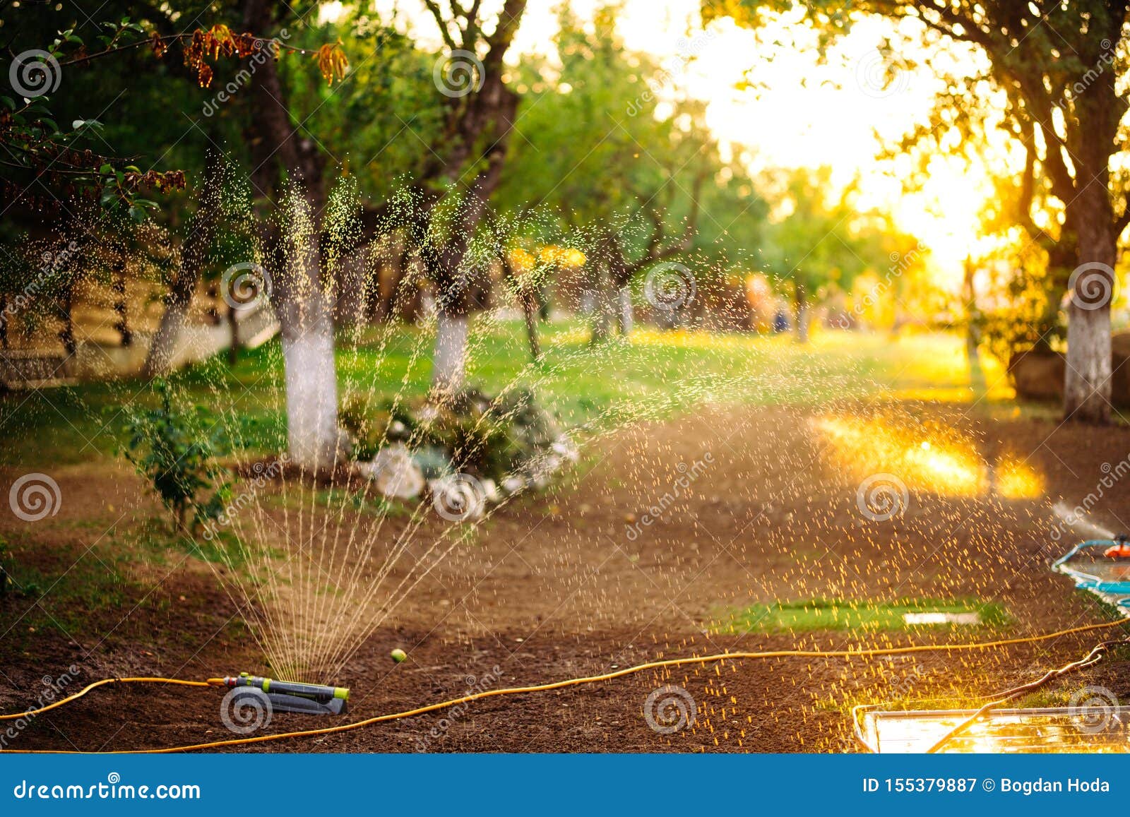 Sprinkler Working on Grass Irrigation. Sprinkler System Watering the ...