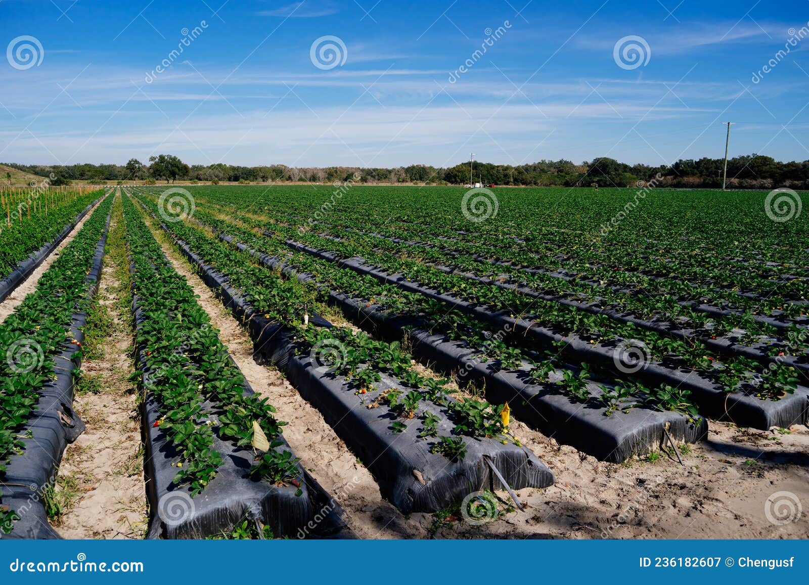 A modern strawberry farm stock image. Image of flower - 236182607