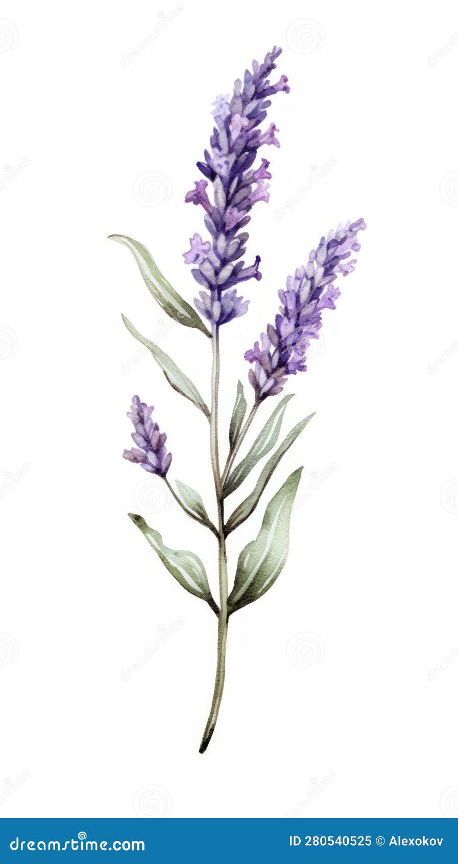 Modern Style Lavender Sprig on White Background in Watercolor . Stock ...