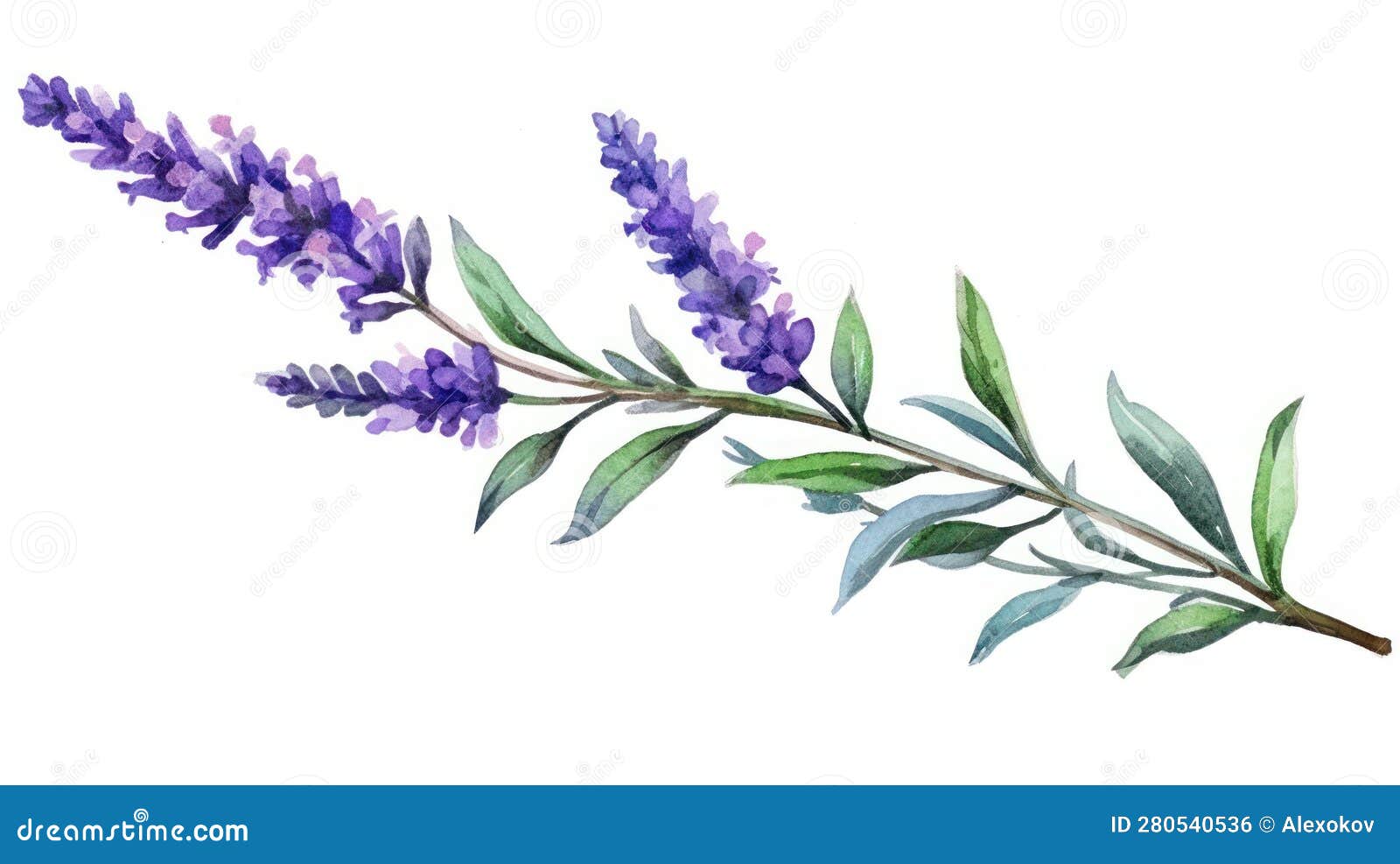 Modern Style Lavender Sprig on White Background in Watercolor . Stock ...