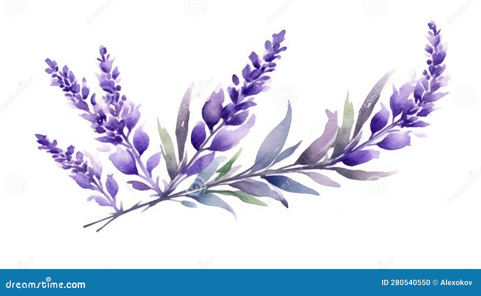 Modern Style Lavender Sprig on White Background in Watercolor . Stock ...